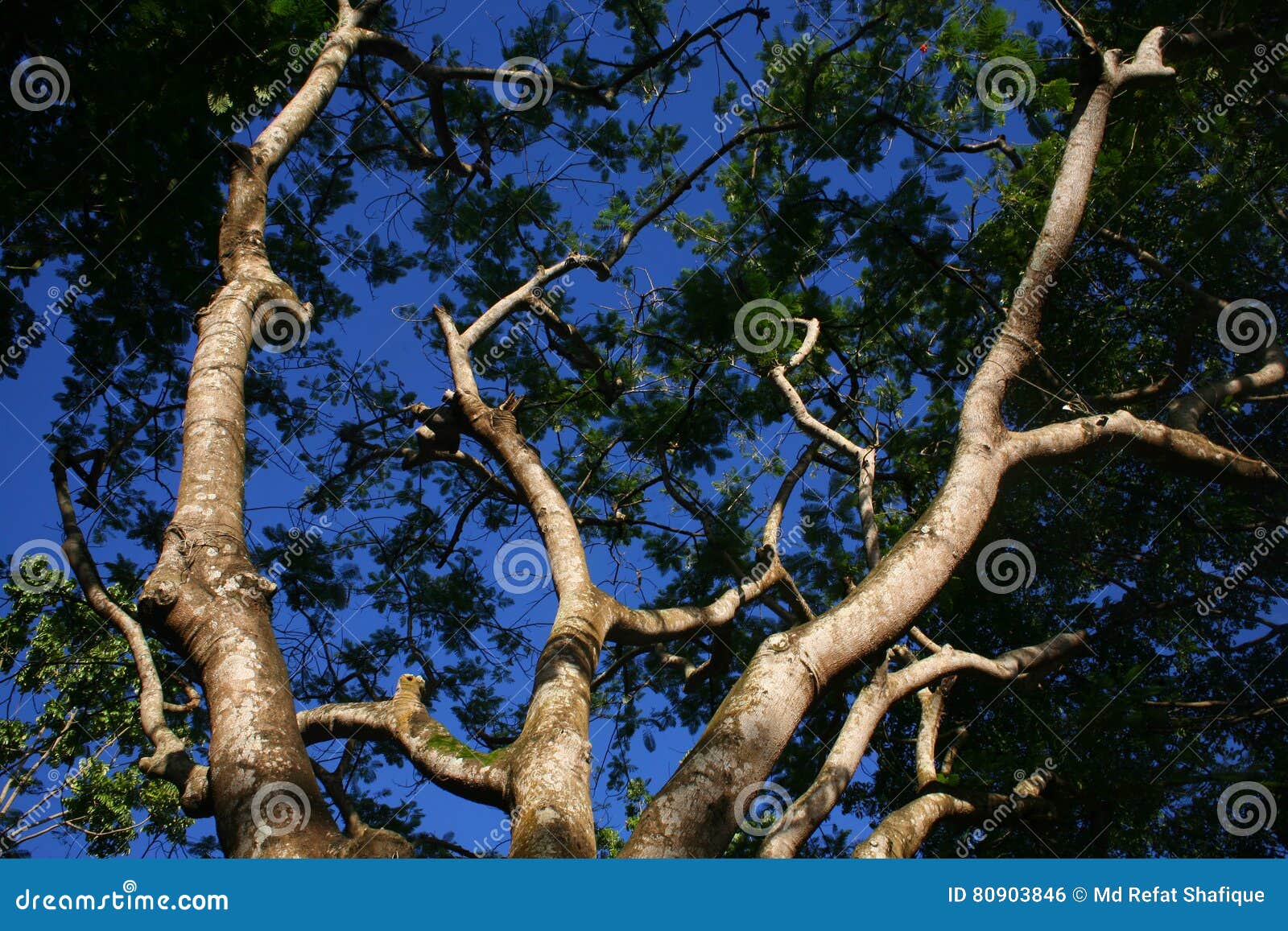 Branches from Lower Angle of a Big Old Tree Stock Photo - Image of cold ...