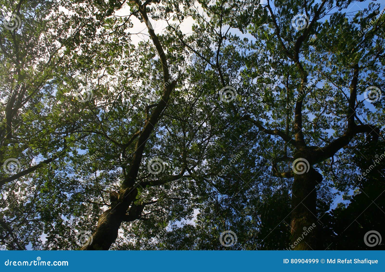 Branches from Lower Angle of a Big Old Tree Stock Image - Image of ...