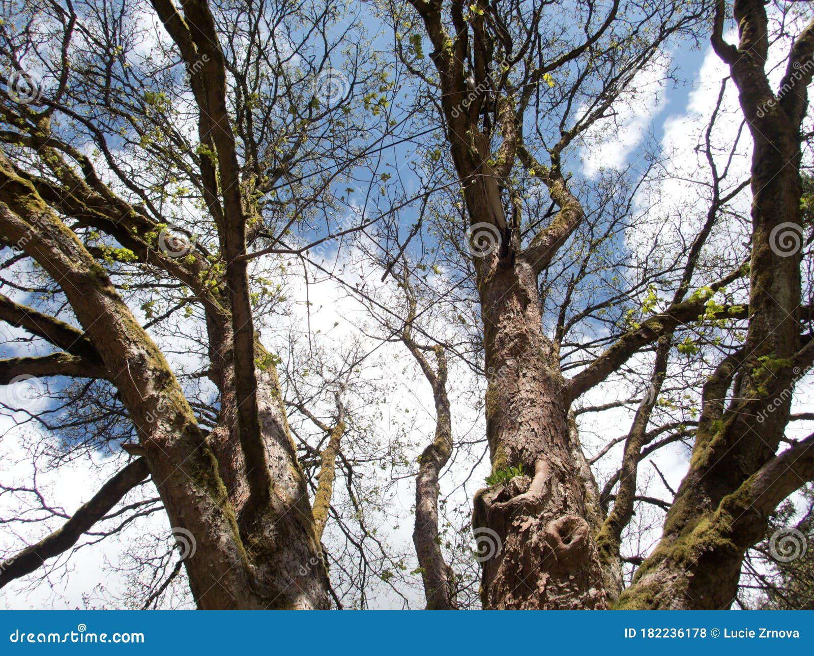 Branches of Majestic Maple Tree in the Spring Stock Photo - Image of ...