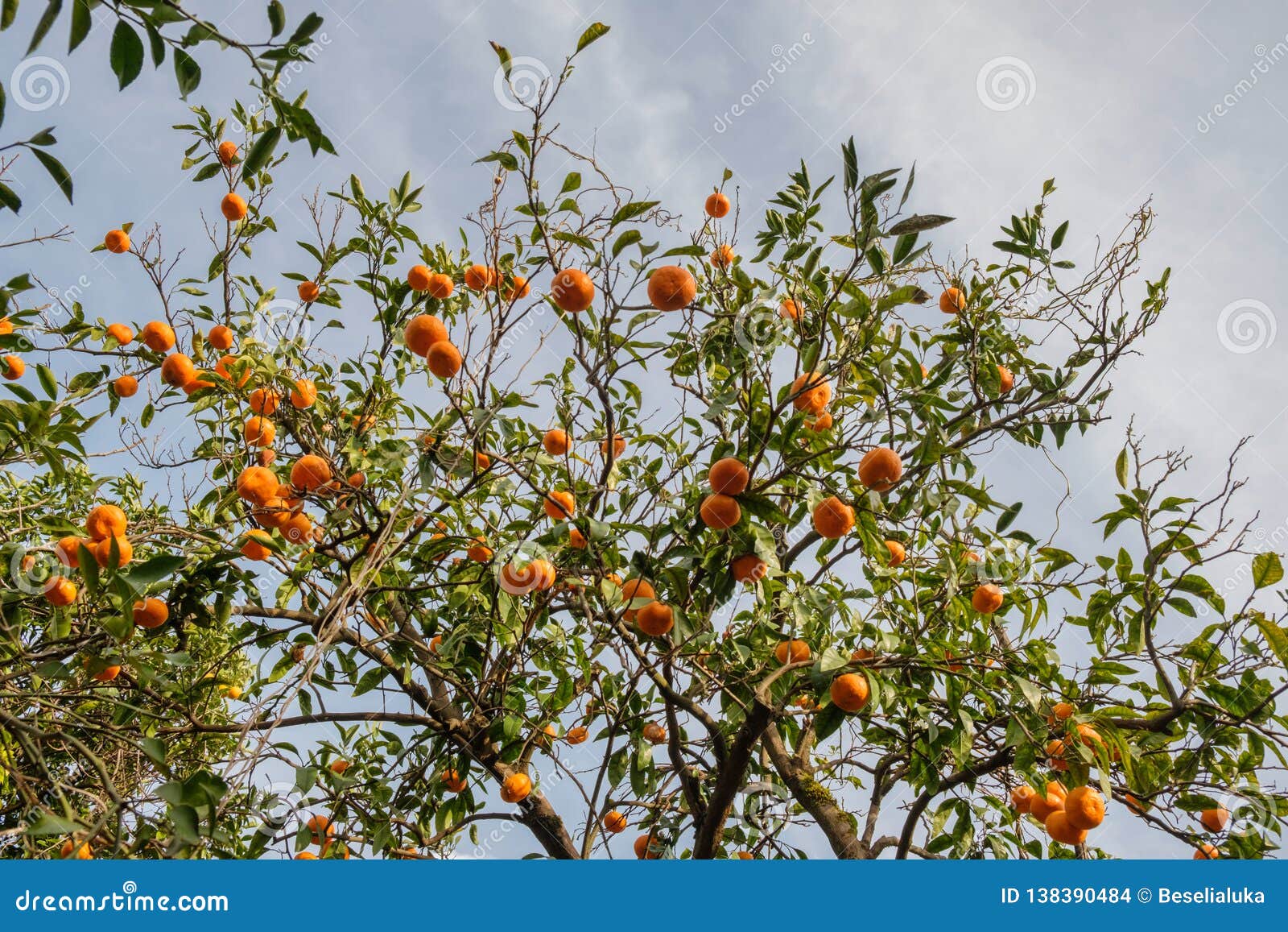 Branches of mandarin tree stock photo. Image of bright - 138390484