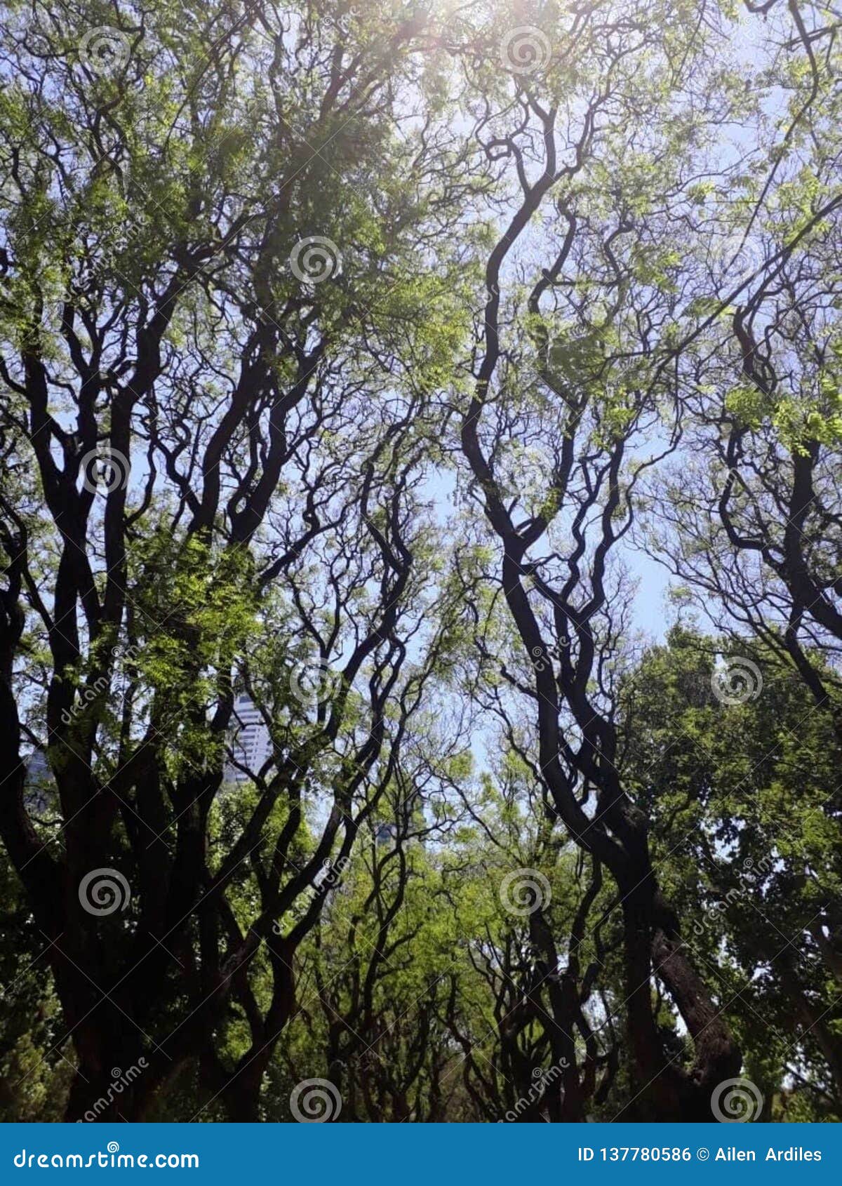 Branches of many trees stock photo. Image of forest - 137780586