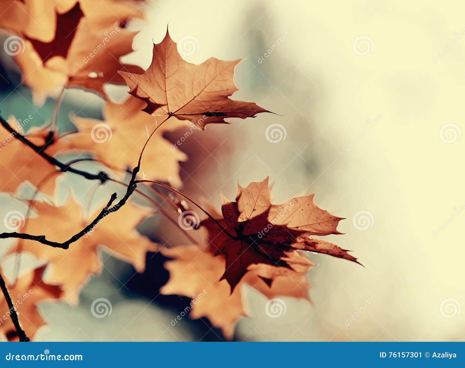 Branches of a Maple with Autumn Leaves Stock Image - Image of october ...