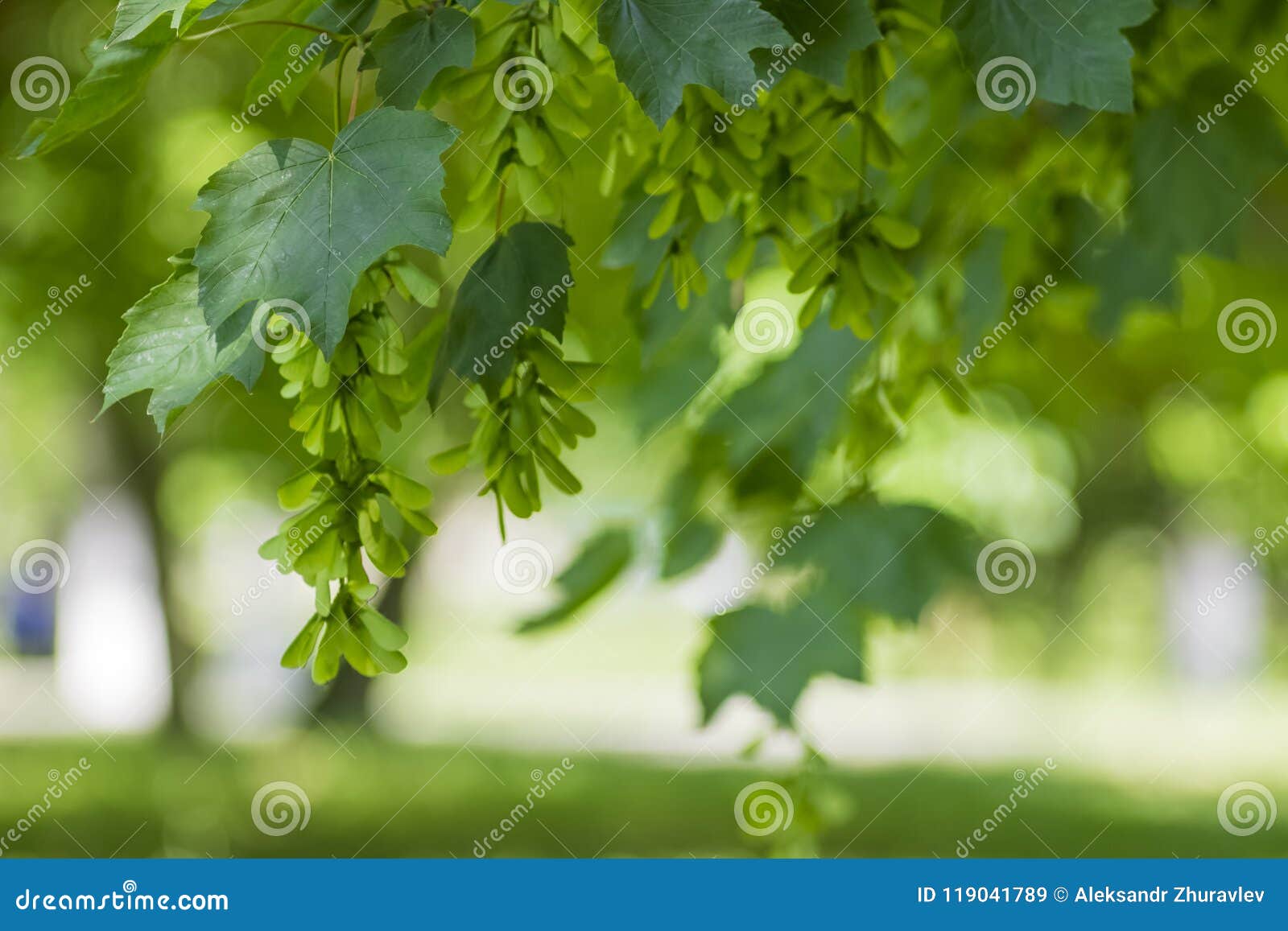 The Branches of a Maple in the Park Stock Image - Image of green, plant ...