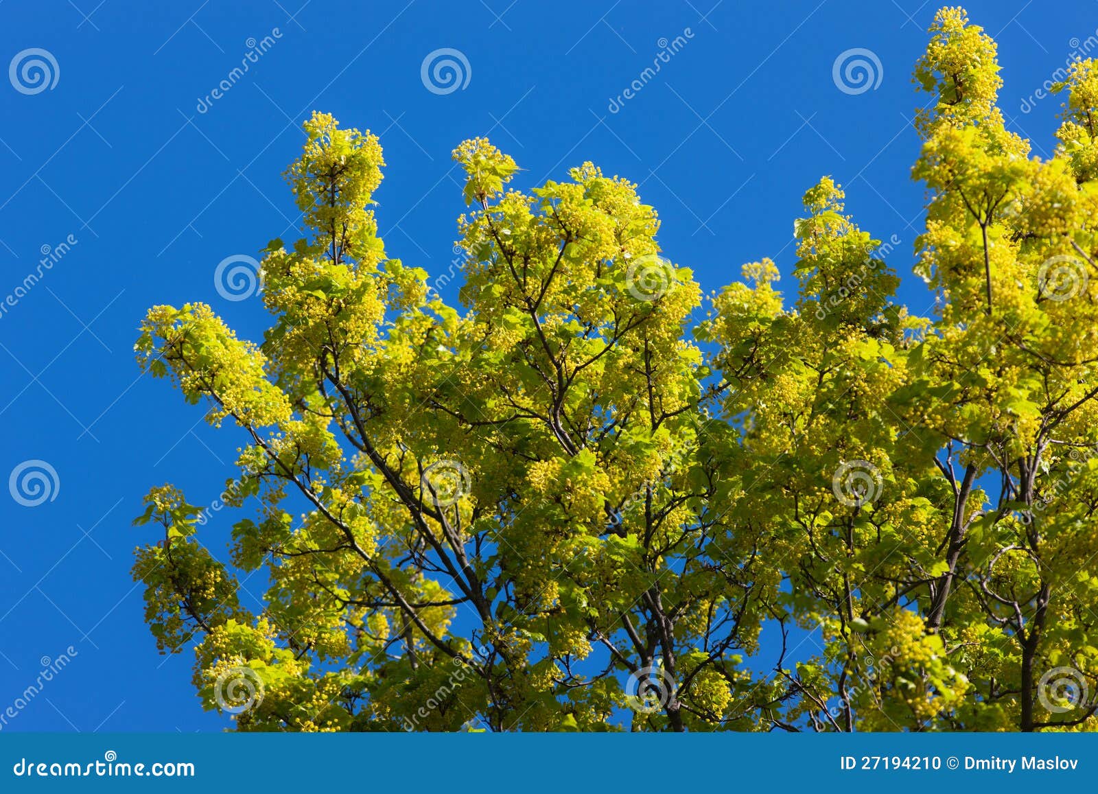 Branches of a Maple in the Spring Stock Photo - Image of lush, woods ...