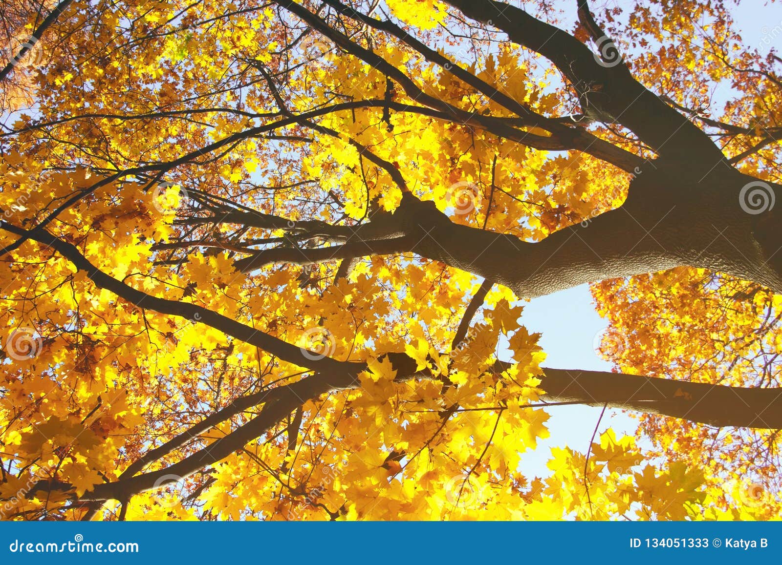 Branches of a Maple Tree Against Blue Sky. Bright Yellow Maple Leaves ...