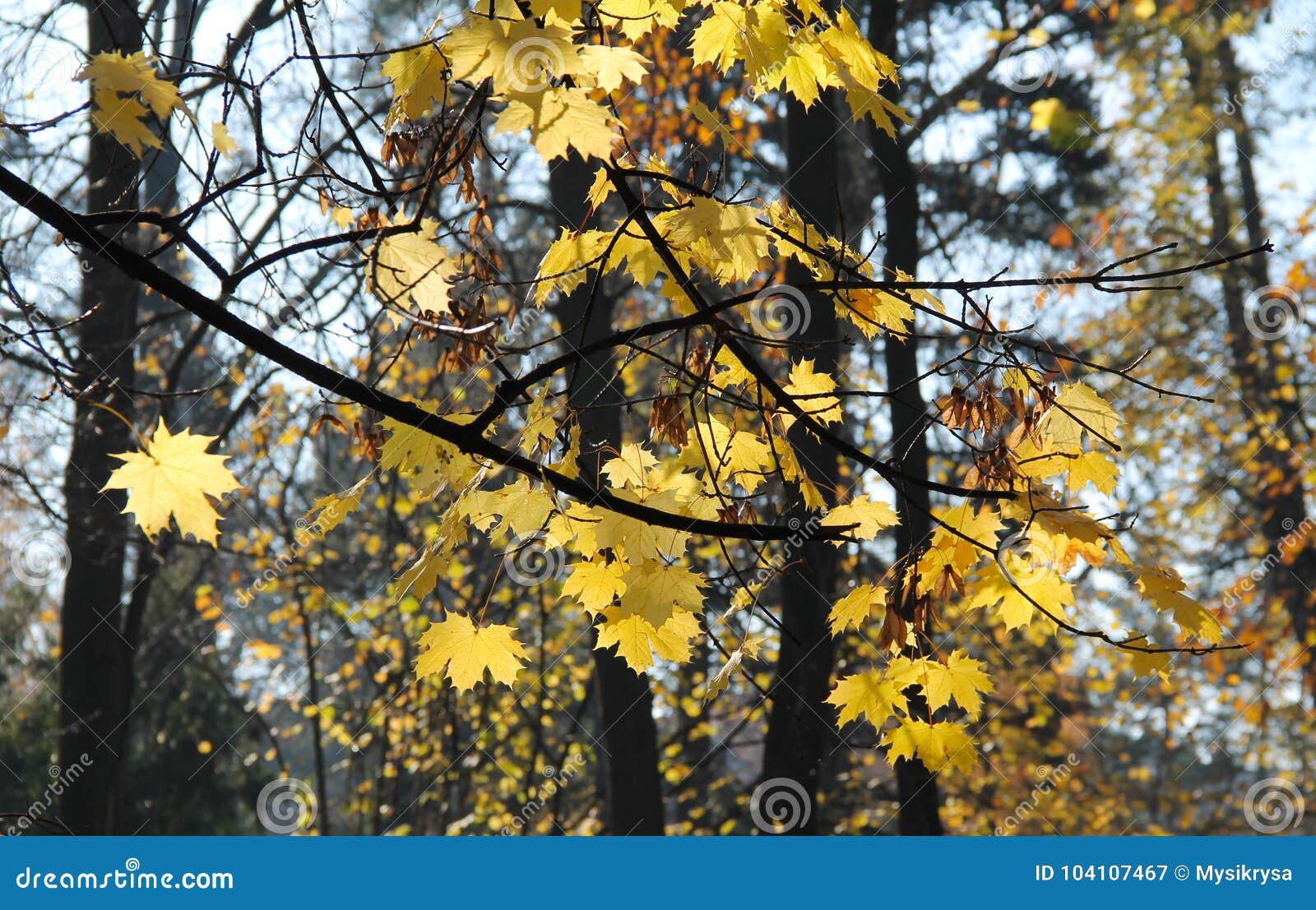 Bright yellow maple leaves stock image. Image of leaf - 104107467