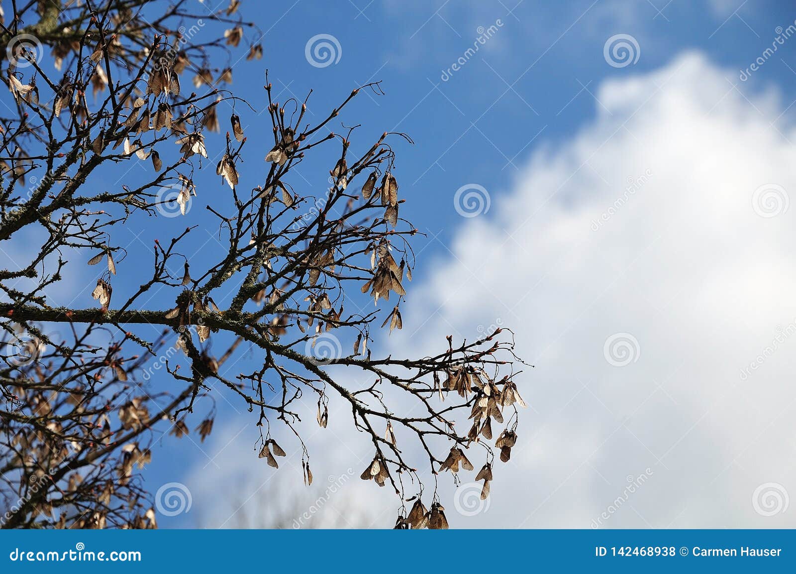 Branches of a Maple Tree with Dry Seed of Last Year Stock Photo - Image ...