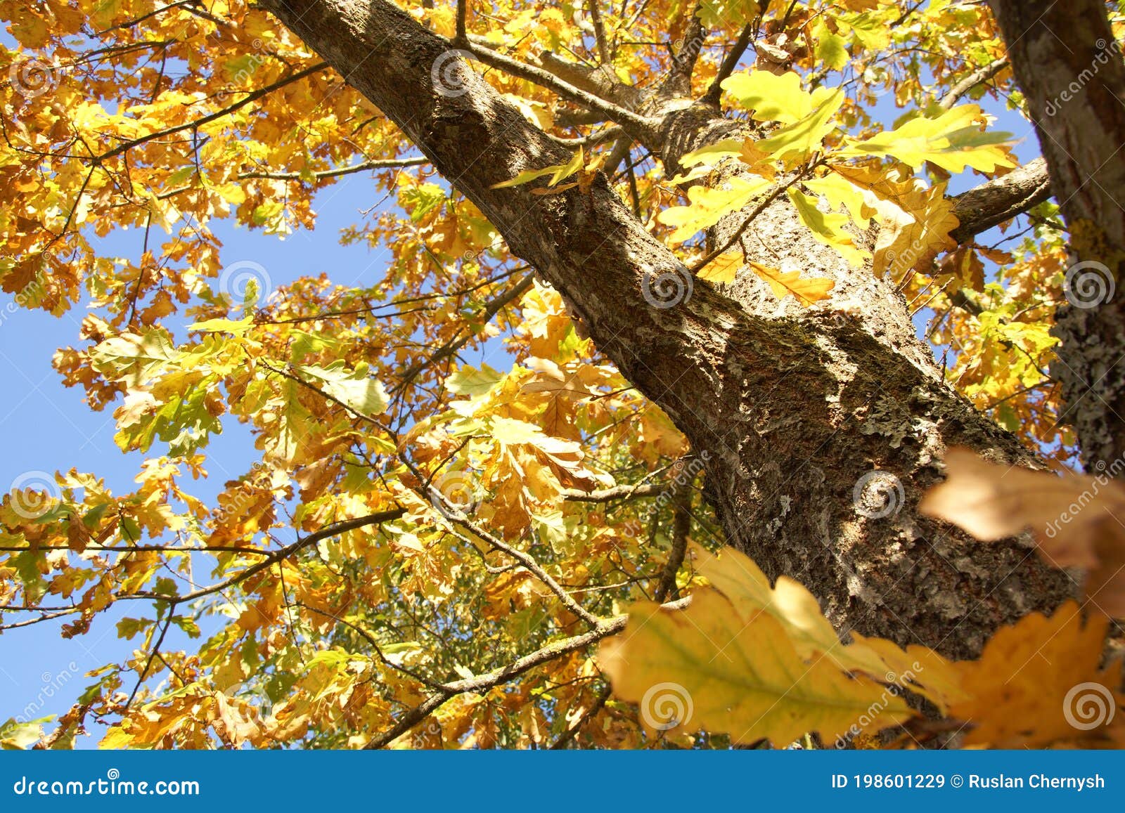 Branches of a mighty oak stock image. Image of branches - 198601229