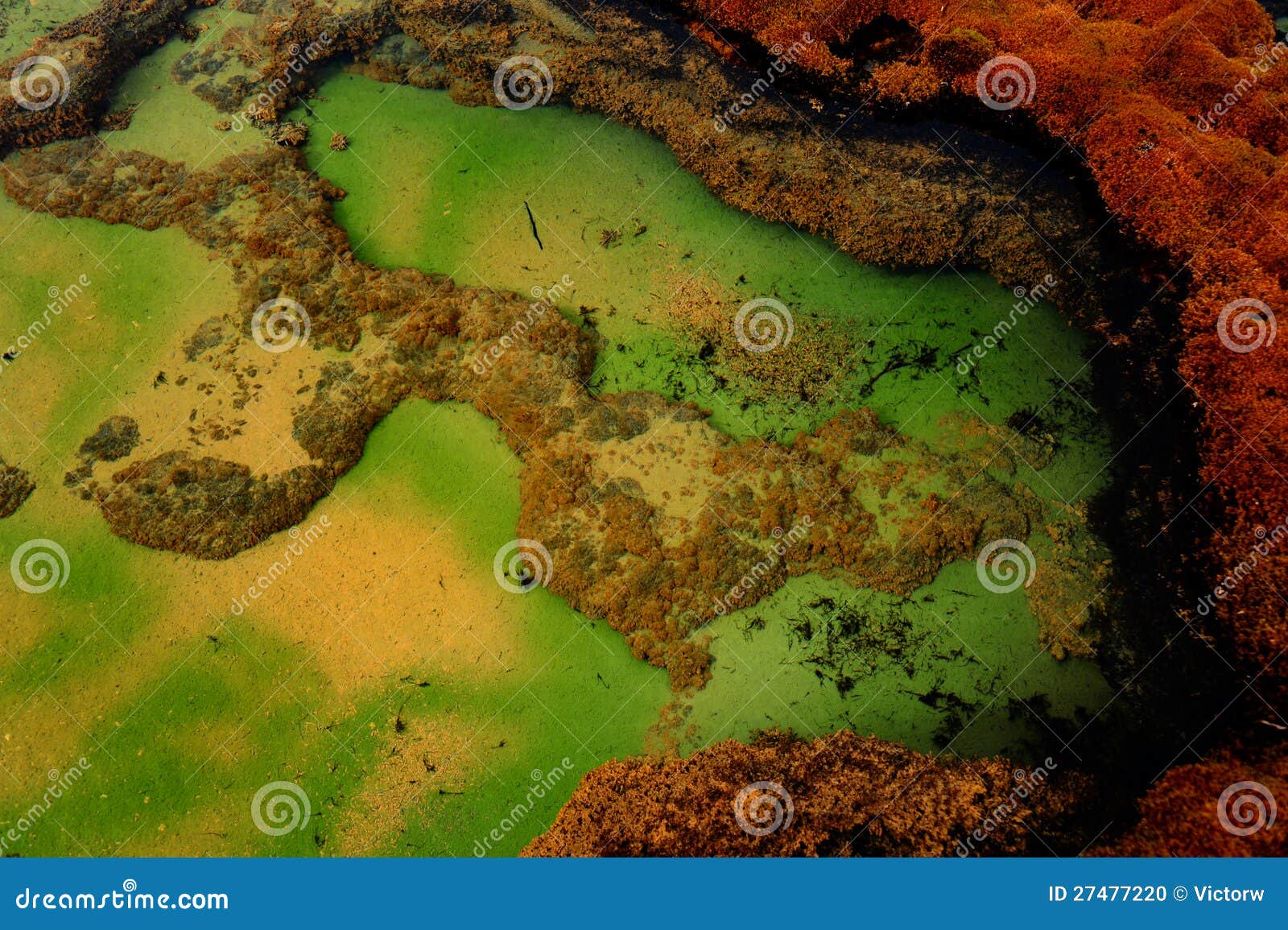 Branches in the Millennium Calcification Pool Stock Photo - Image of ...