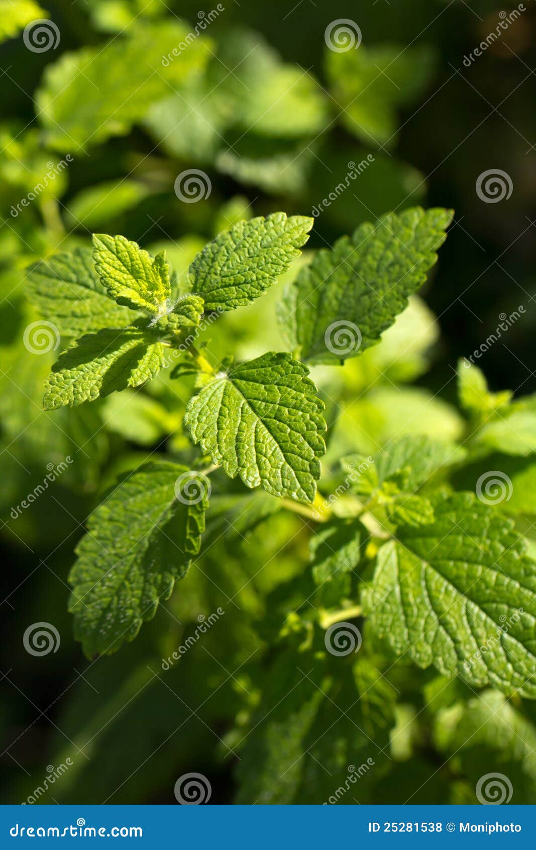 Branches of Mint in a Garden Stock Photo - Image of closeup, medicine ...