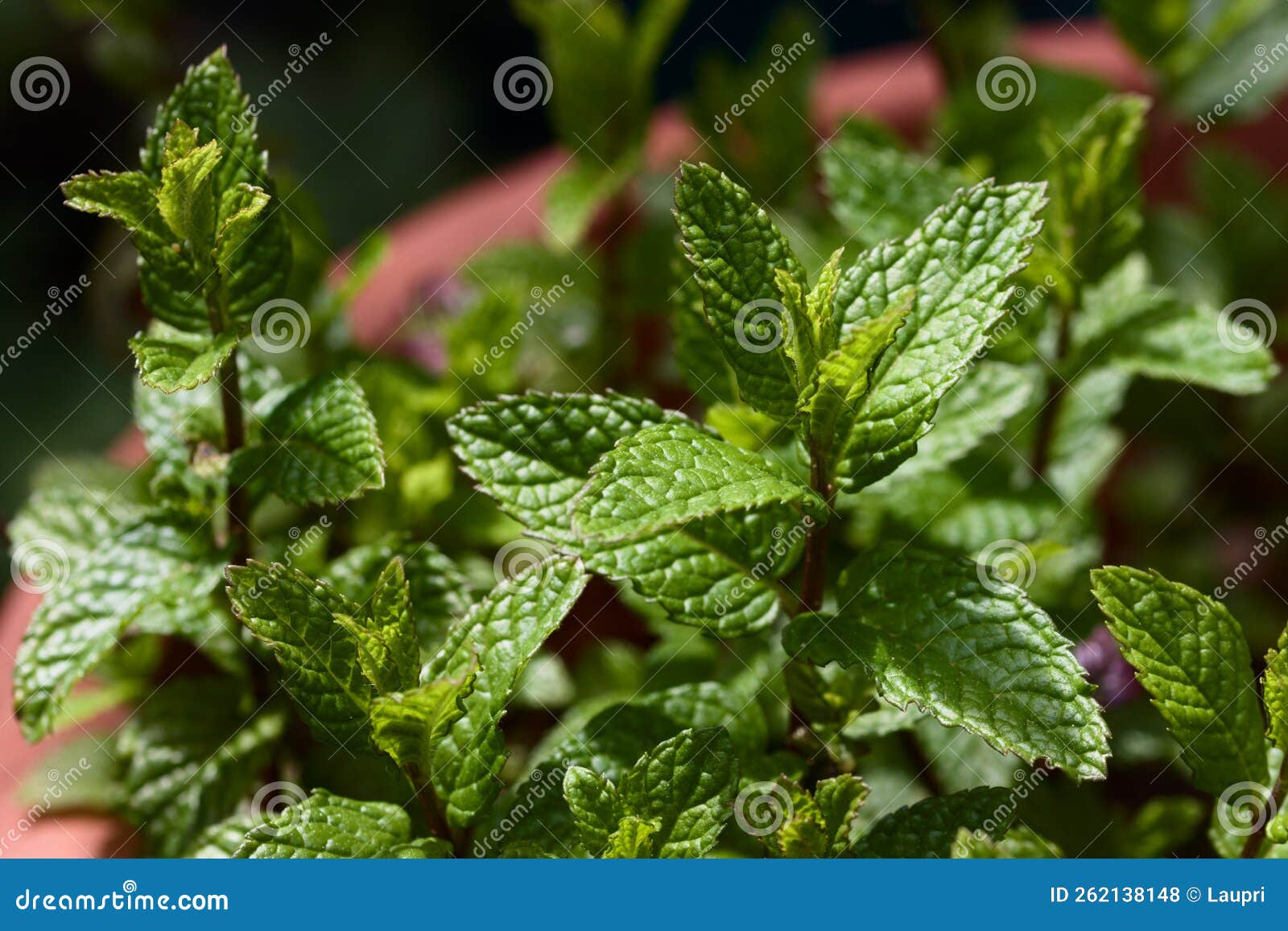 Branches of a Mint Plant Planted in a Pot Stock Photo - Image of ...