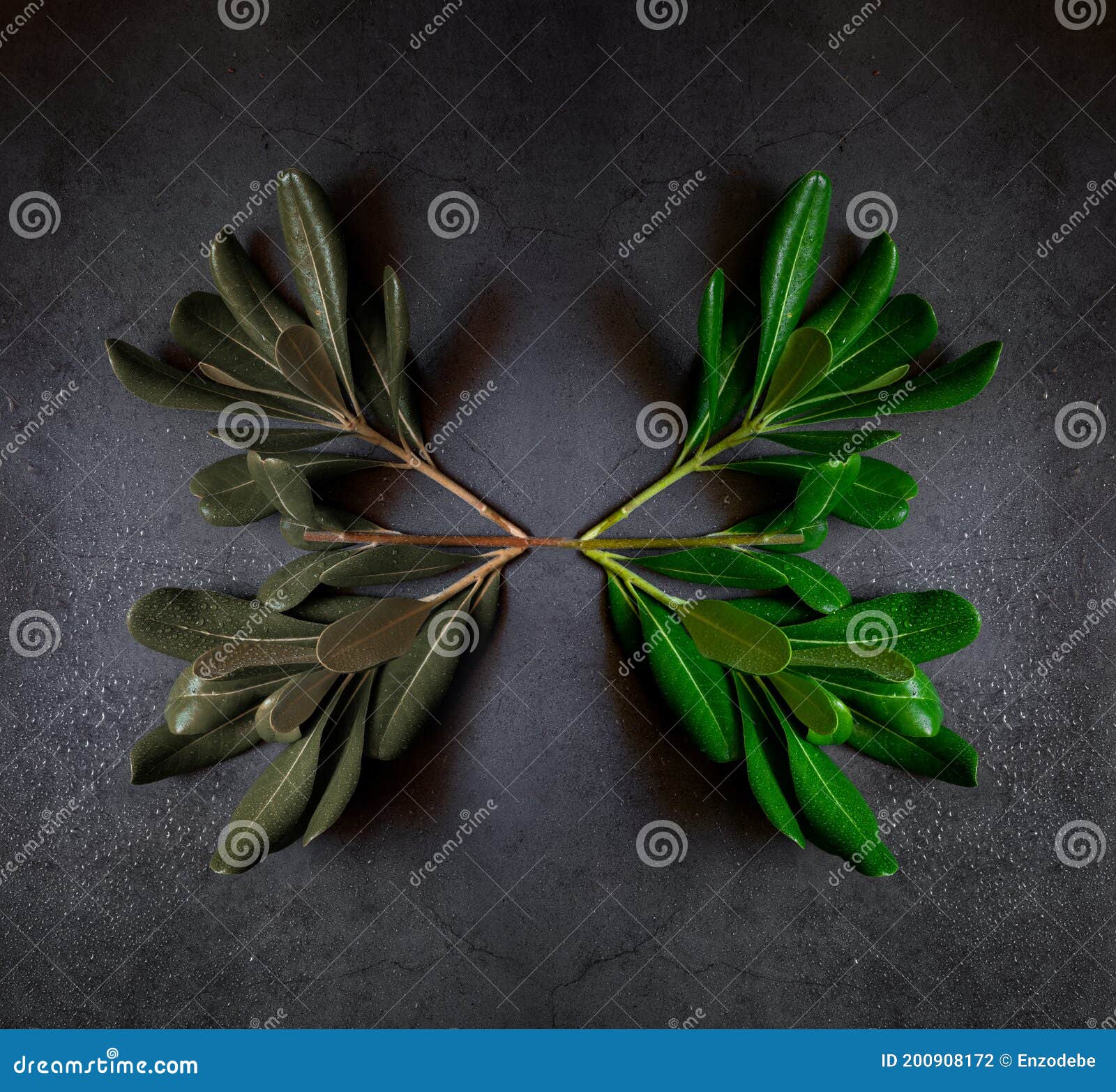 Branches with Mirror-like Leaves Stock Photo - Image of autumn, still ...