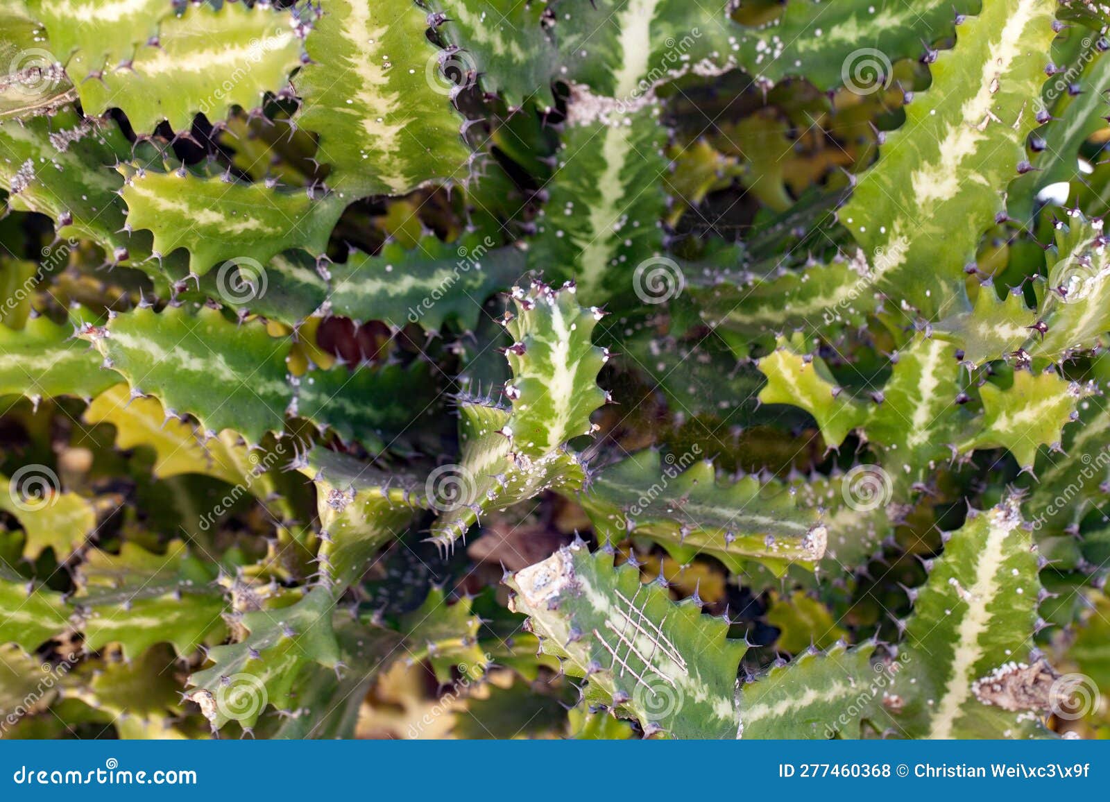 Euphorbia Lactea Cactus Royalty-Free Stock Photography | CartoonDealer ...