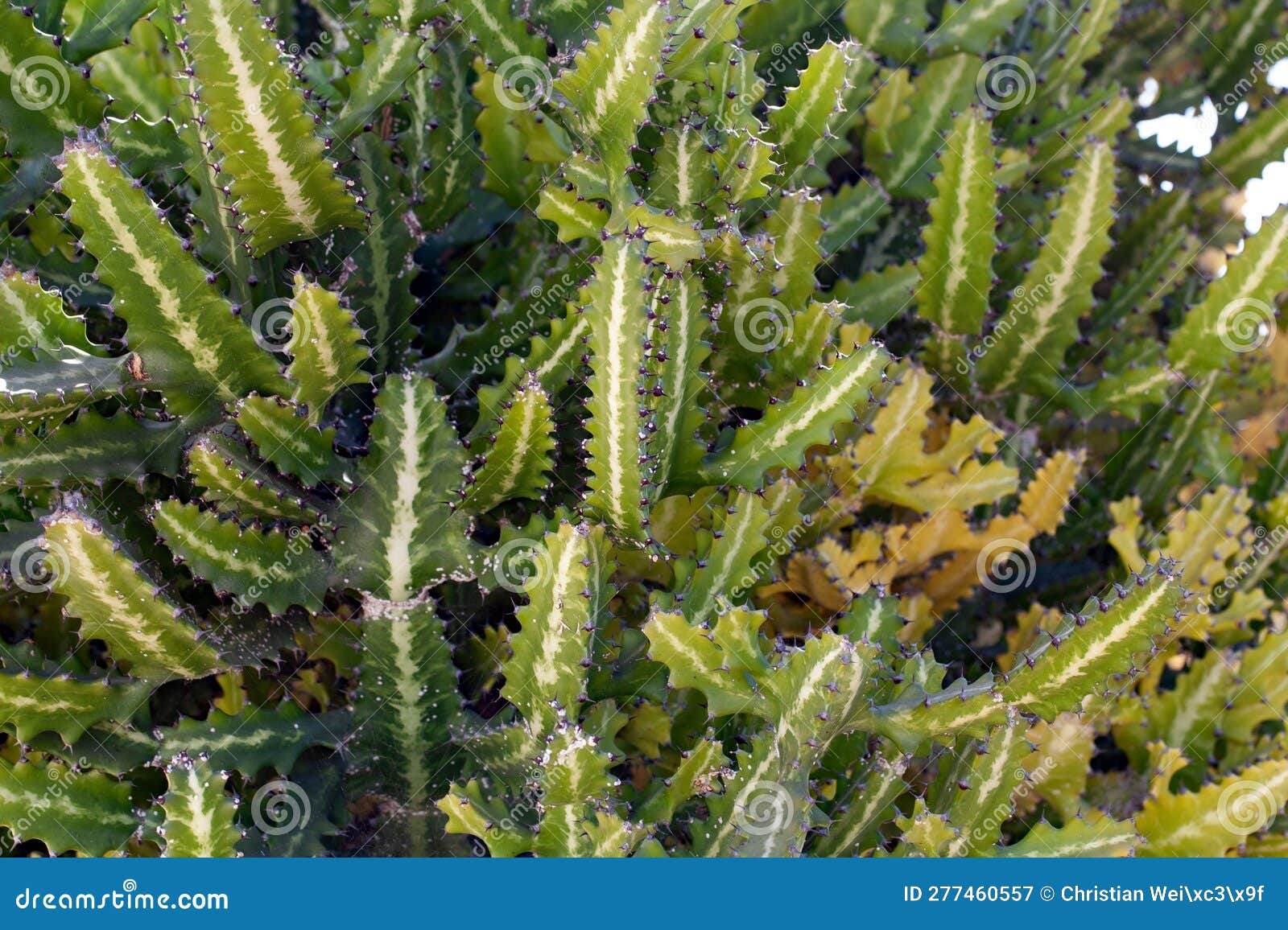 Branches of a Mottled Spurge, Euphorbia Lactea Stock Image - Image of ...