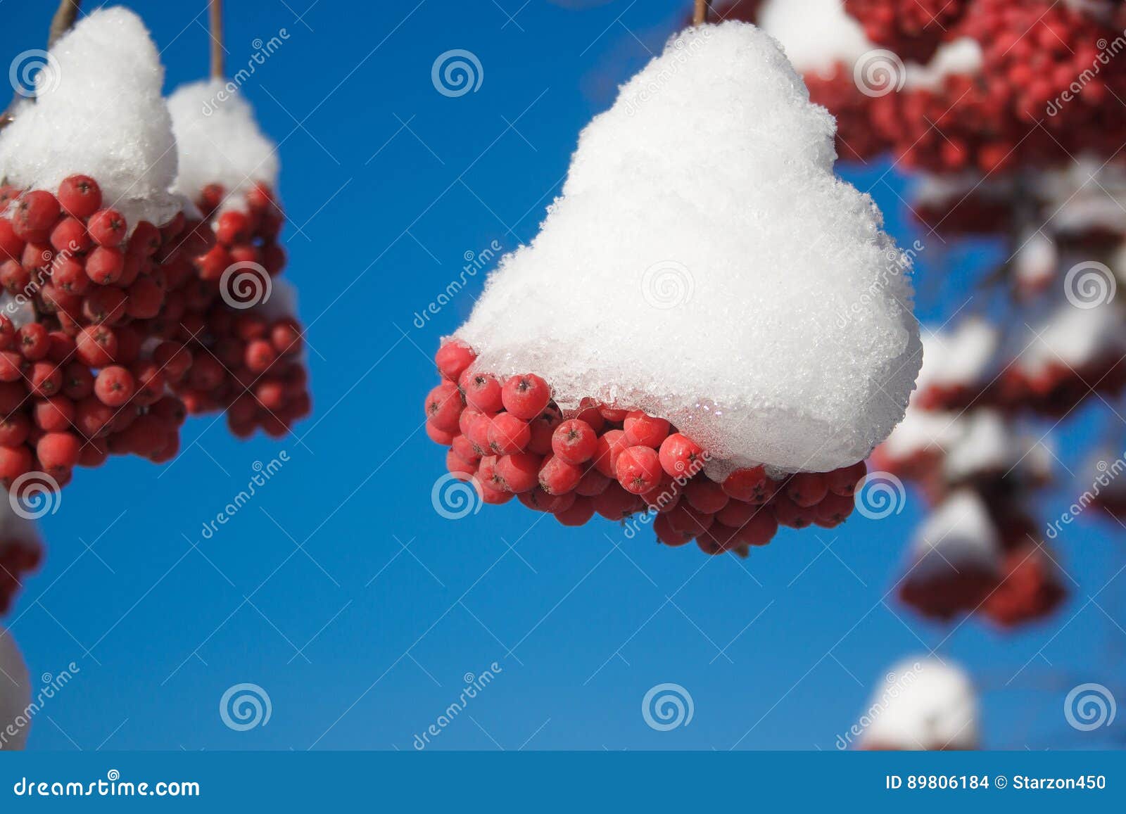Branches Mountain Ash Covered with Snow and Pieces of Ice on Blue Sky ...
