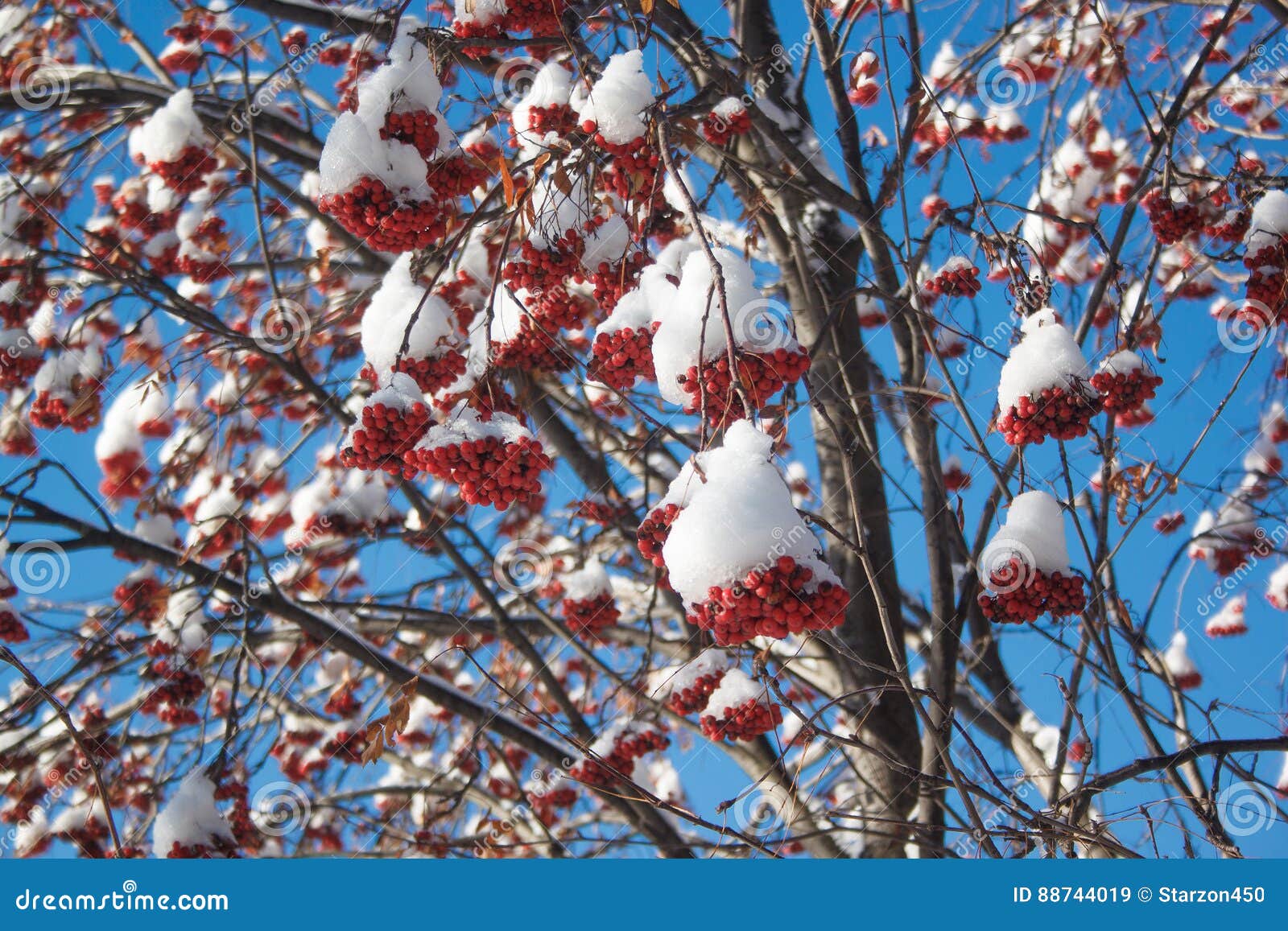 Branches Mountain Ash Covered with Snow and Pieces of Ice. Stock Image ...