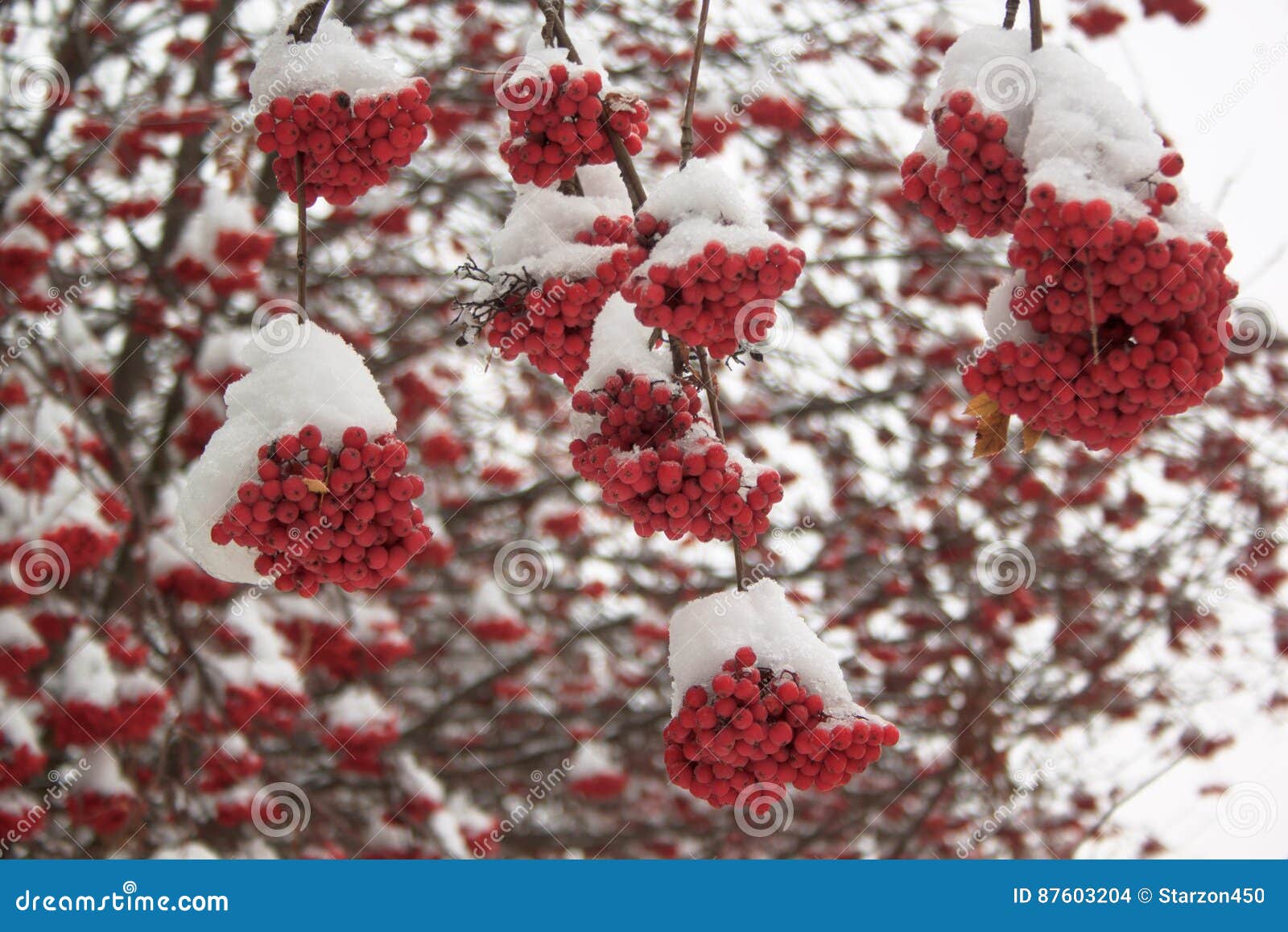 Branches Mountain Ash Covered with Snow in Winter Forest. Stock Photo ...