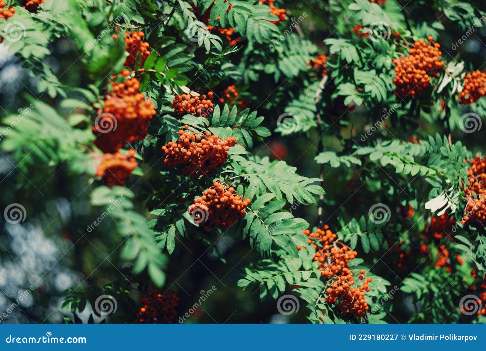 Branches of the Mountain Ash Tree with Red Berries Stock Image - Image ...