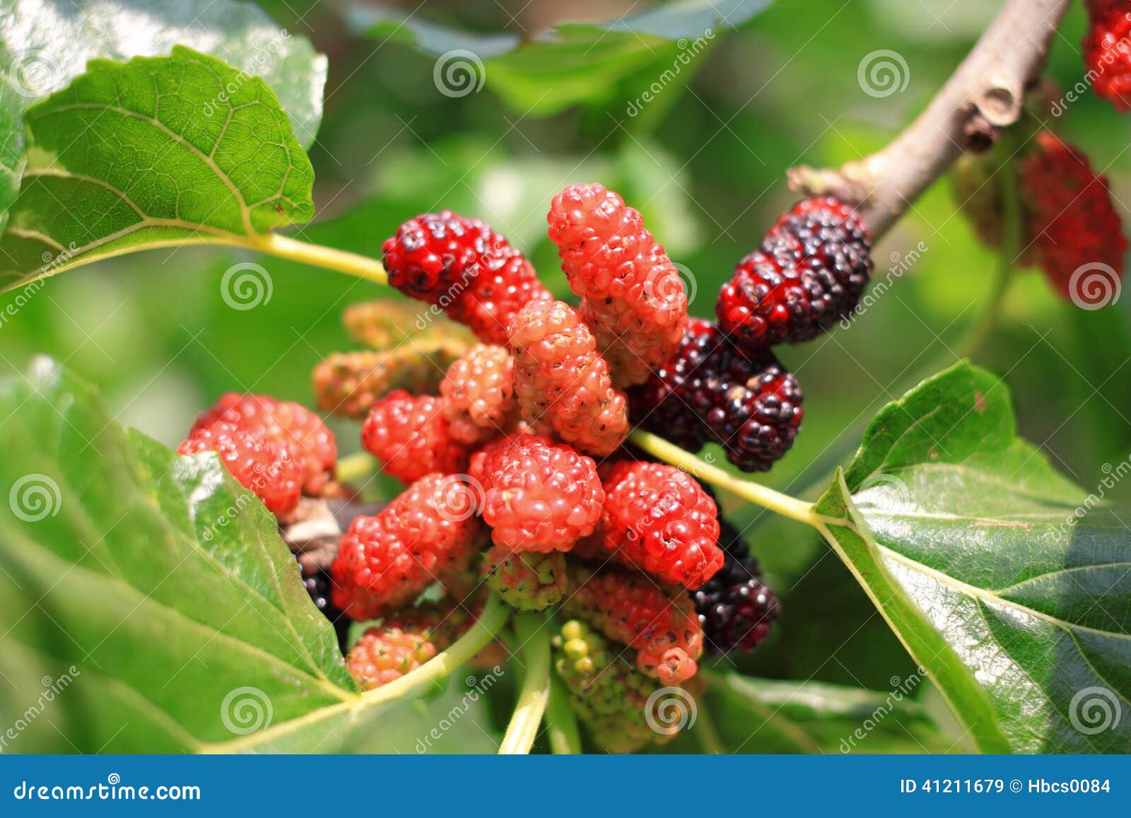 Branches of the Mulberry Tree Stock Image - Image of mulberry, black ...