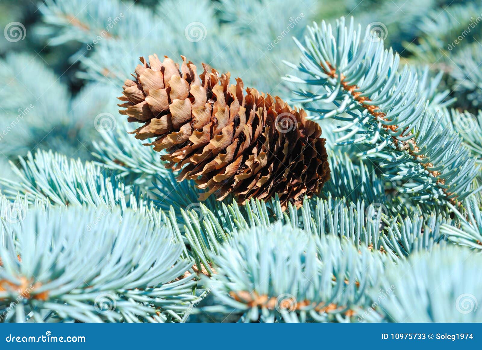 Branches of a Natural Fur-tree Stock Image - Image of christmas ...
