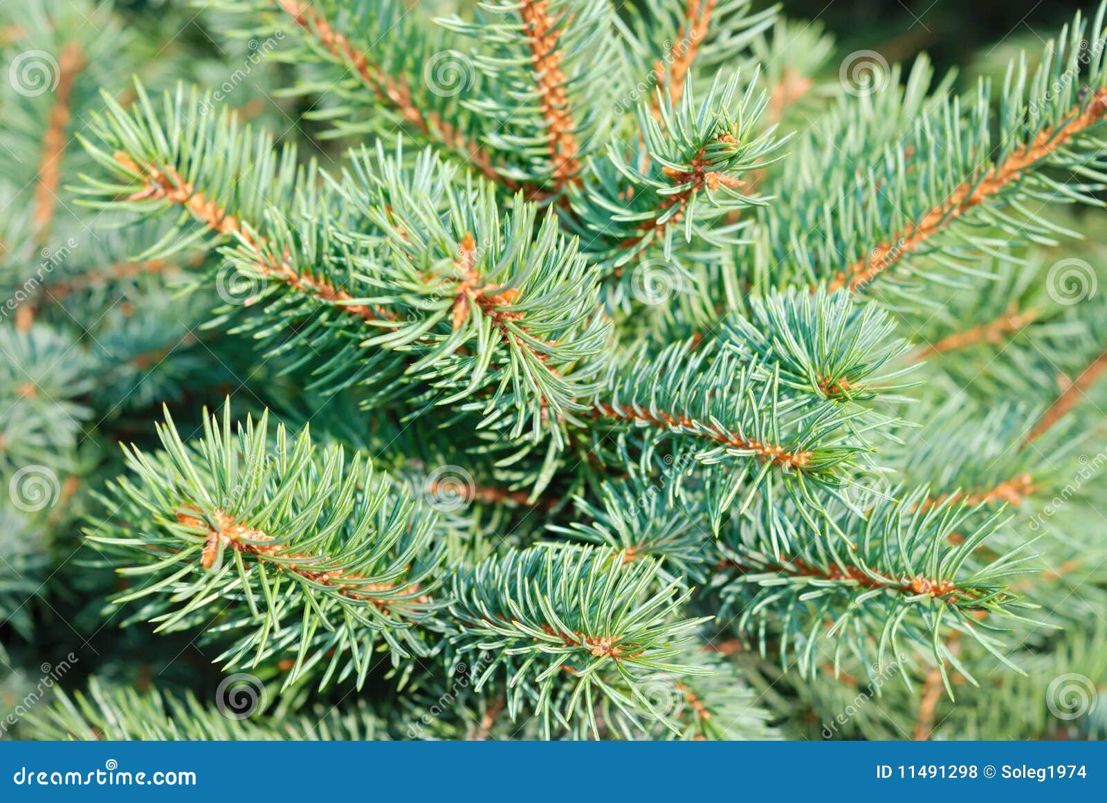 Branches of a Natural Fur-tree Stock Photo - Image of altay, background ...