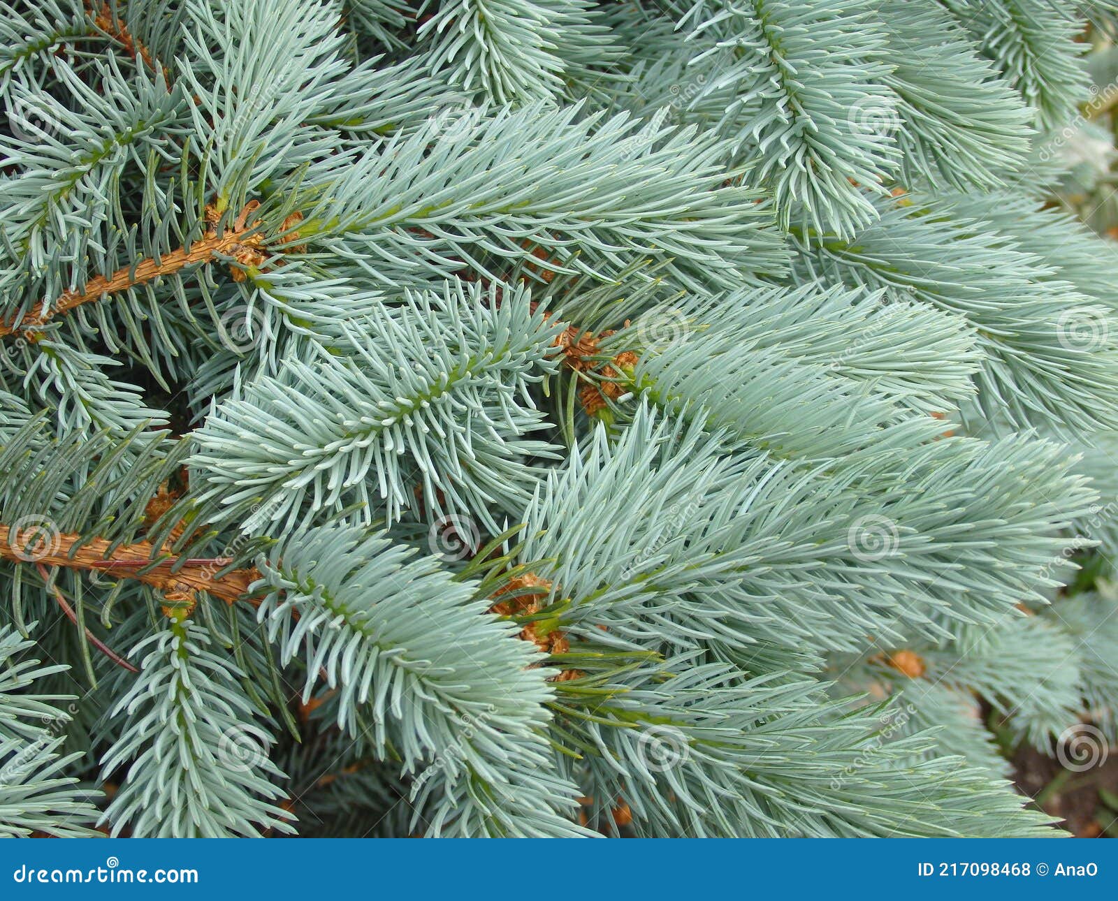 Branches and Needles of Blue Spruce Close Up Stock Photo - Image of ...