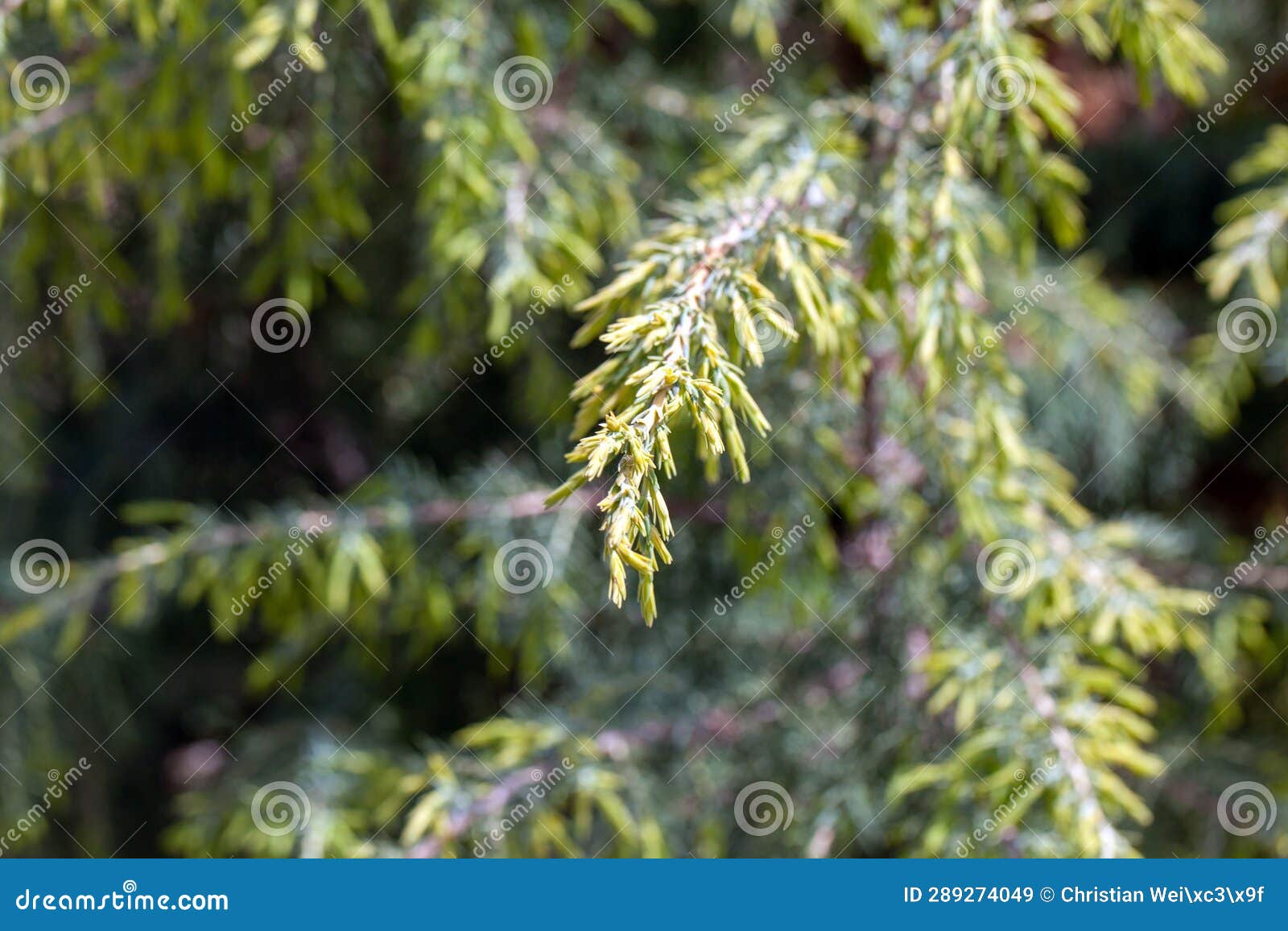 Branches and Needles of a Canary Islands Juniper, Juniperus Cedrus ...