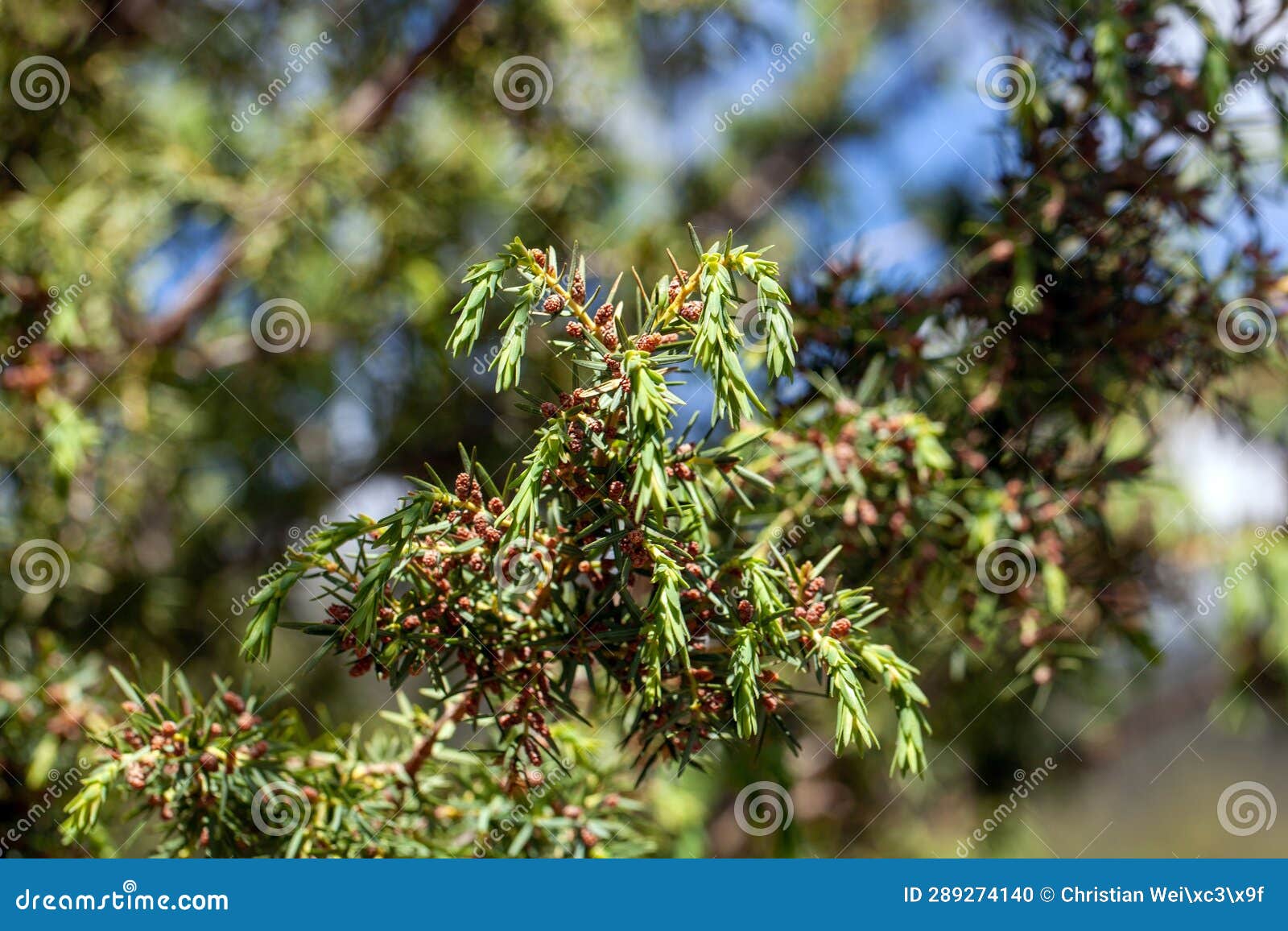 Branches and Needles of a Canary Islands Juniper, Juniperus Cedrus ...