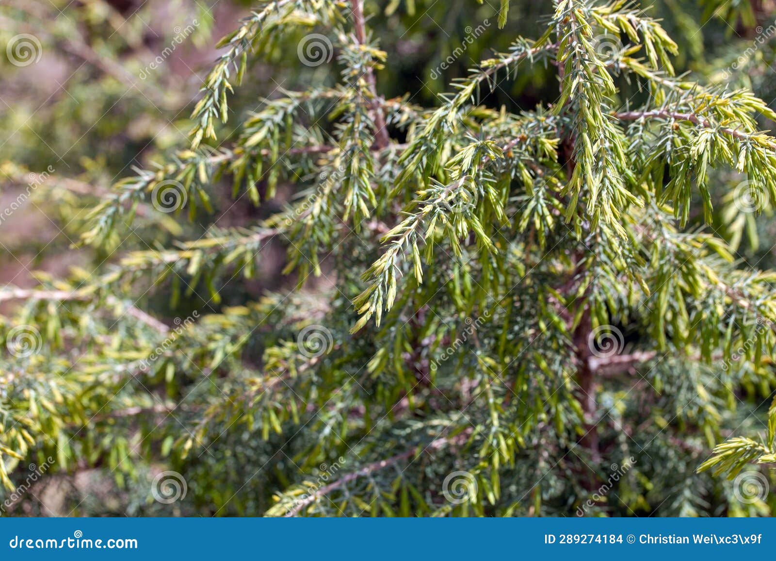 Branches and Needles of a Canary Islands Juniper, Juniperus Cedrus ...