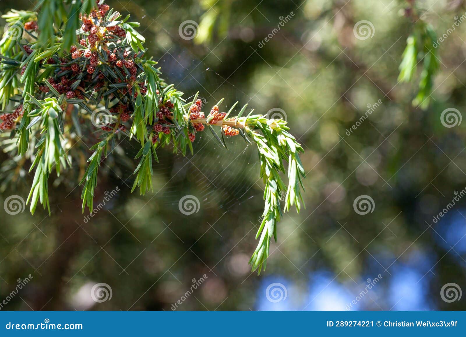 Branches and Needles of a Canary Islands Juniper, Juniperus Cedrus ...