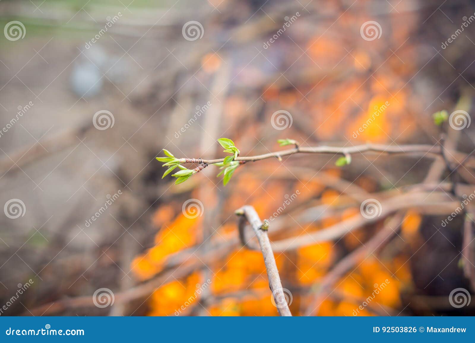Branches with New Green Leaves Burn in Fire Stock Photo - Image of ...