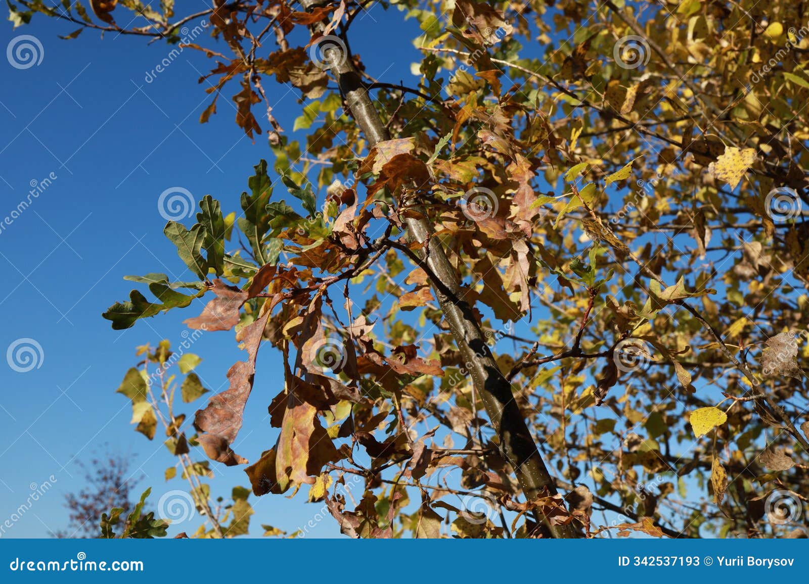 Branches of an Oak Tree with Dried Leaves Set Against the Blurred ...