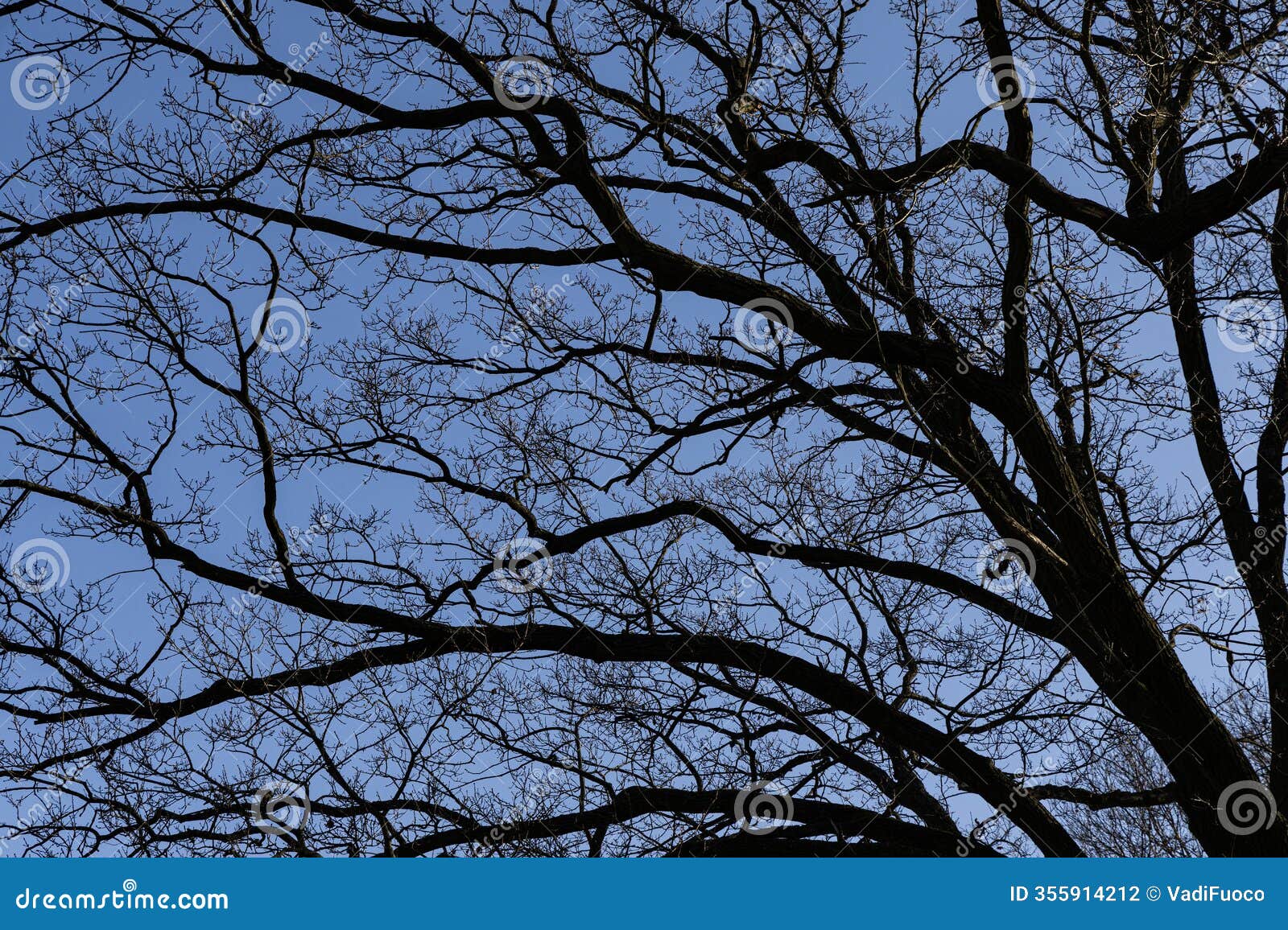 Branches of Oak Tree, without Leaves Against Blue Sky. Spring Landscape ...