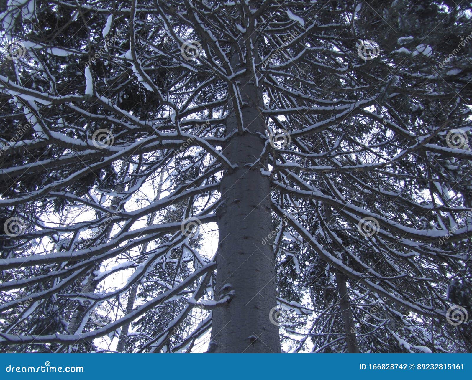 Branches of an Old Big Fir Tree in the Snow. View from the Bottom Up ...