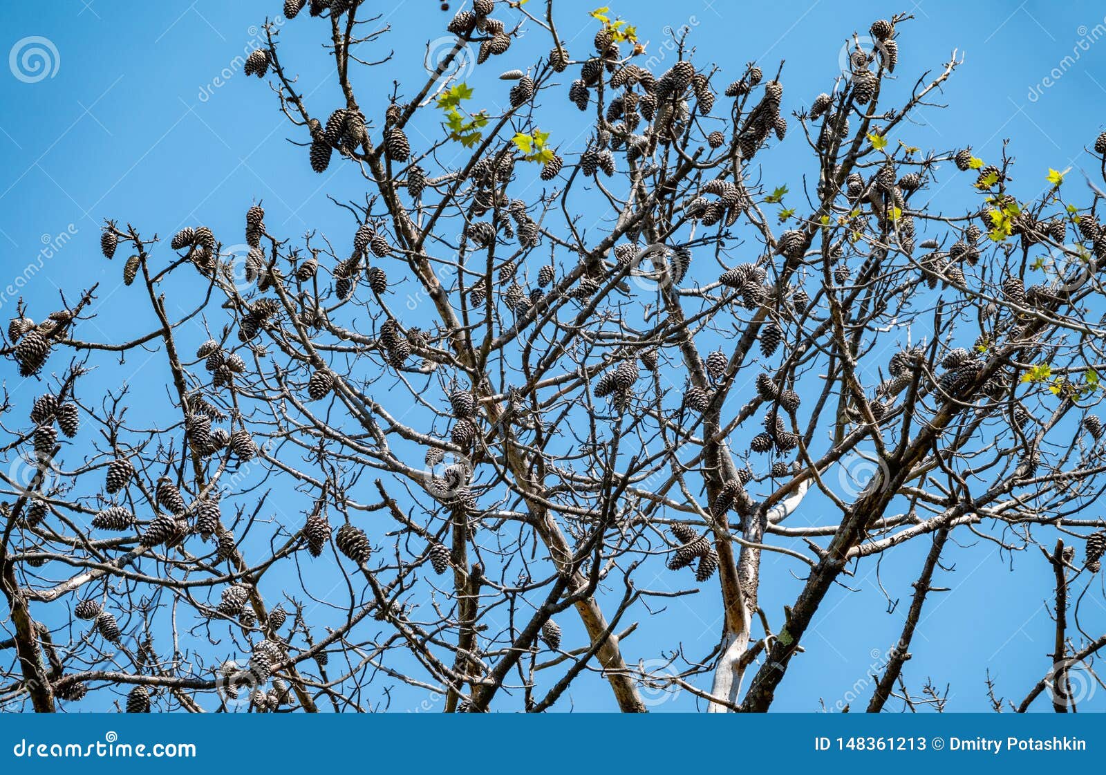 Branches of Old Dry Pine without Needles Stock Image - Image of city ...