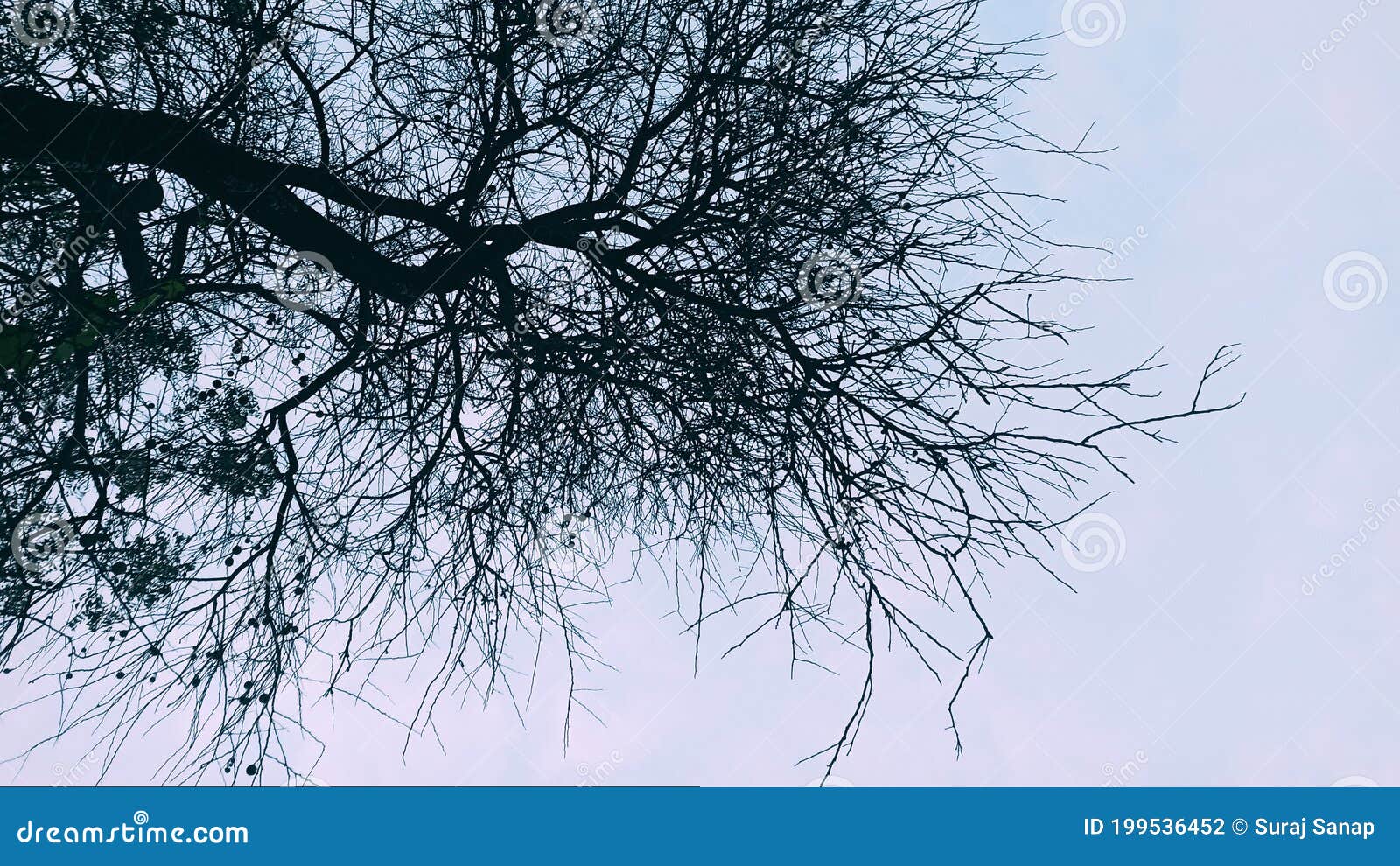 Black branches stock photo. Image of frost, tree, plant - 199536452