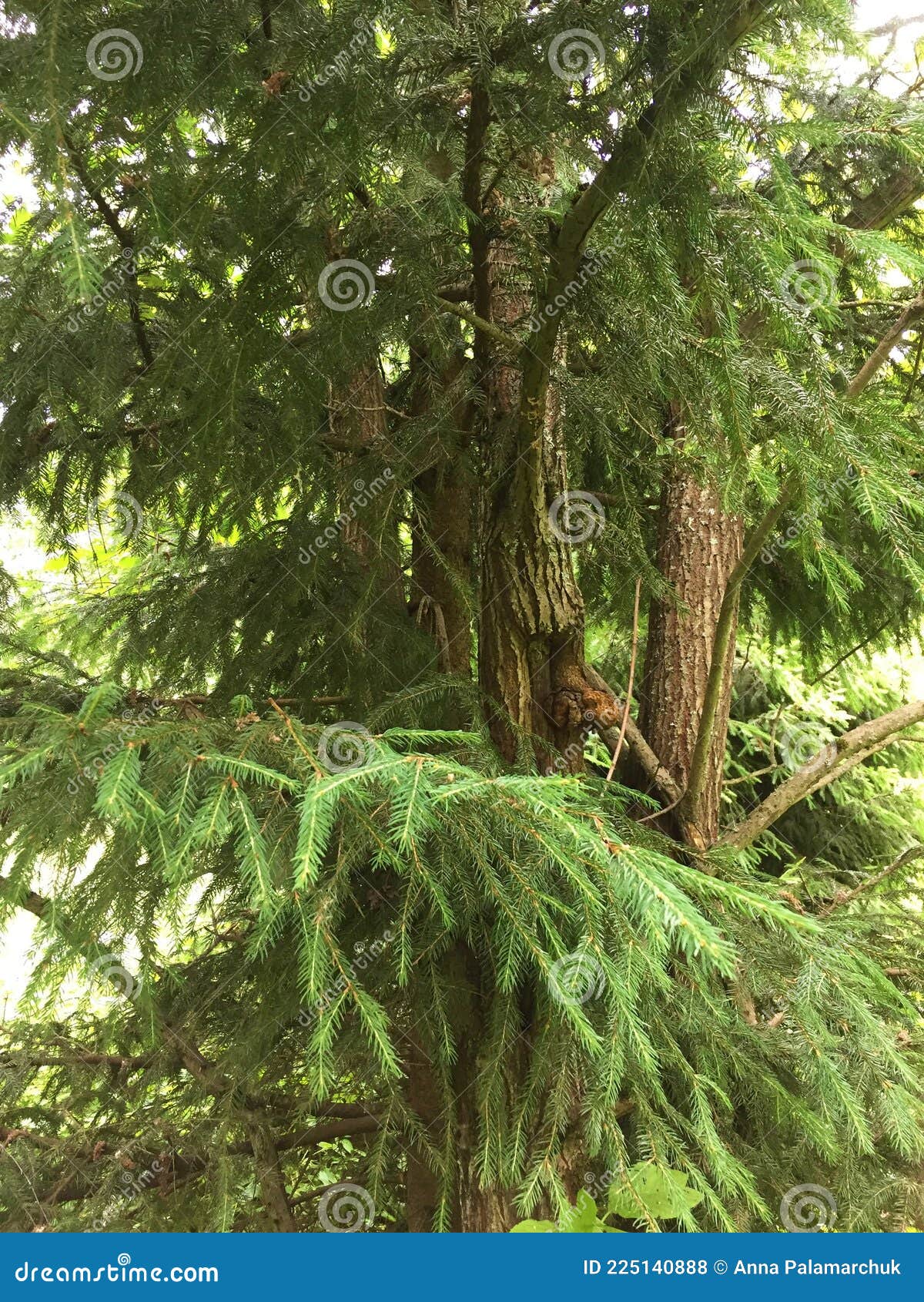 Branches of an Old Spruce Tree on the Forest Edge Stock Photo - Image ...