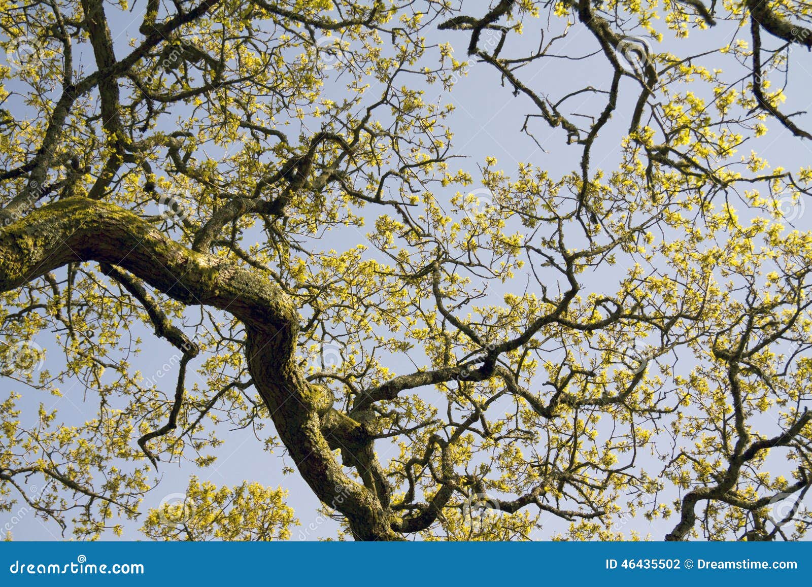 Branches Of An Old Tree Stock Photo - Image: 46435502