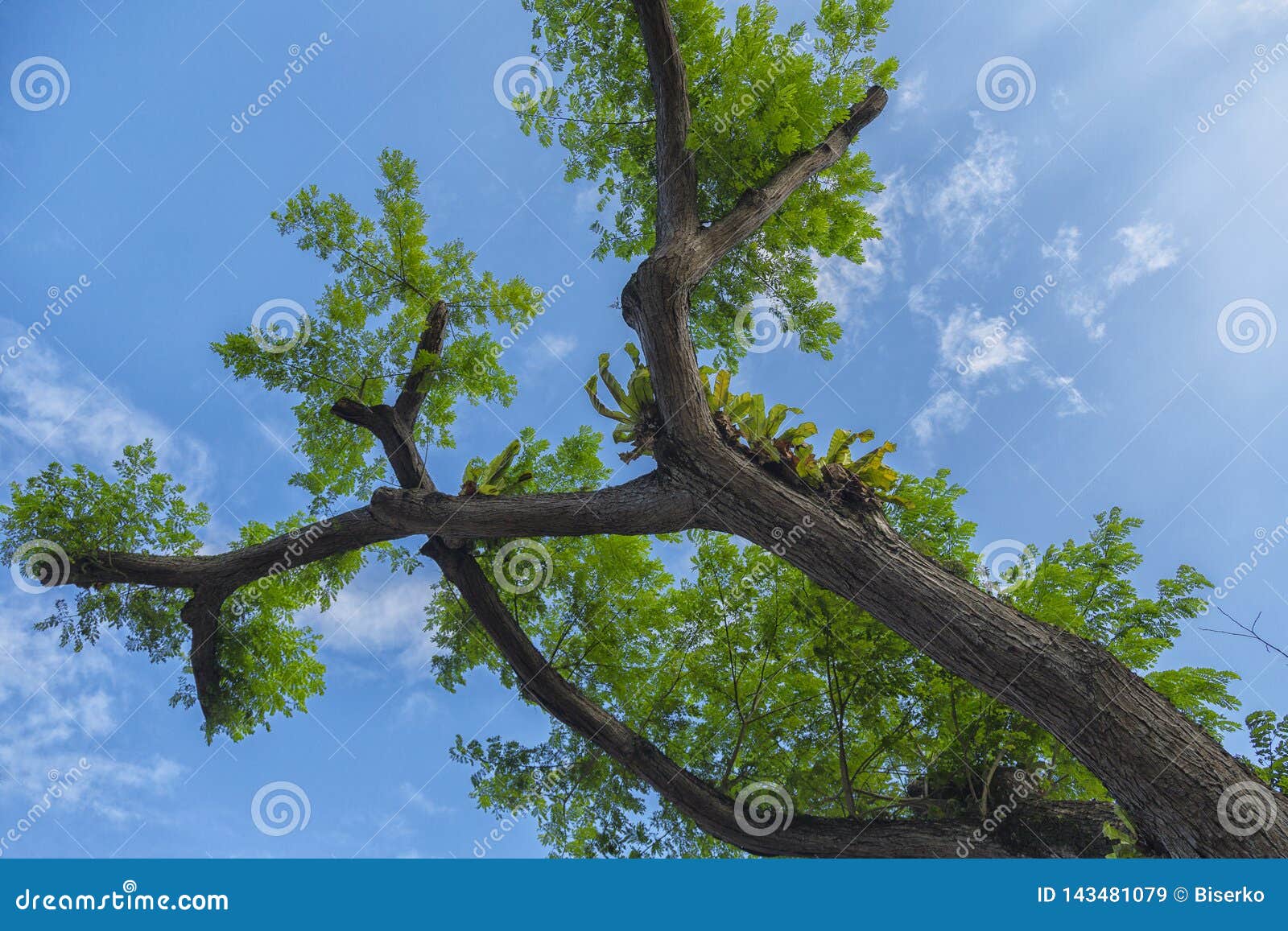 Branches of the old tree stock image. Image of life - 143481079