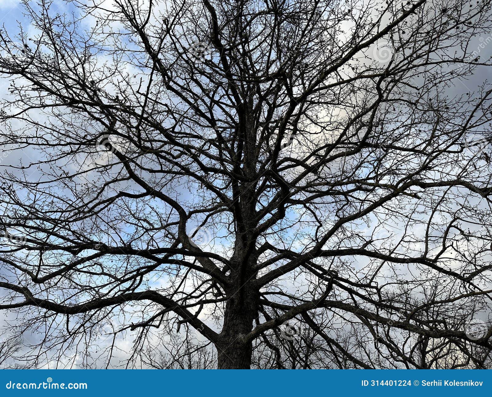 Branches of an Old Tree, Close-up. Big Tree with Branches on the ...
