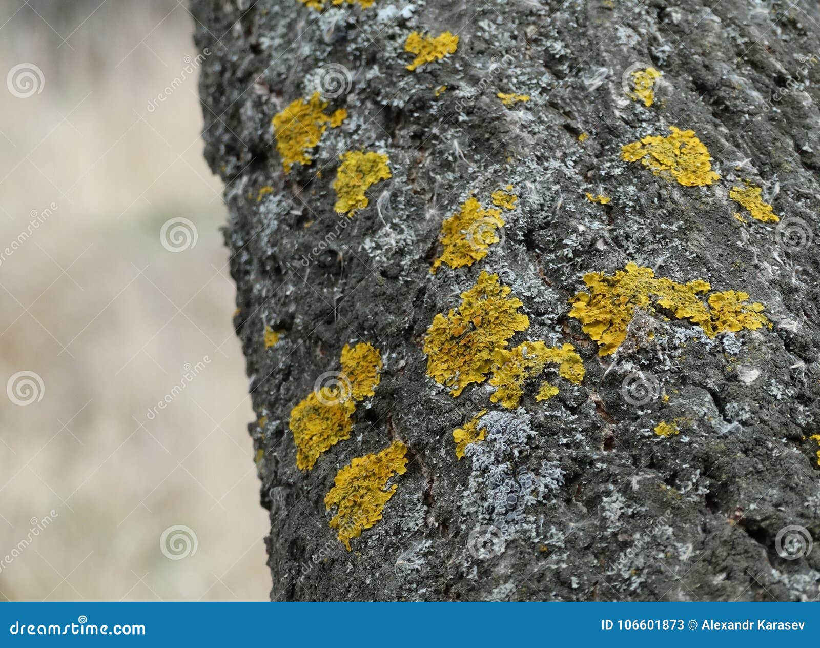 Scenic Moss on the Bark of a Tree Stock Image - Image of pattern ...