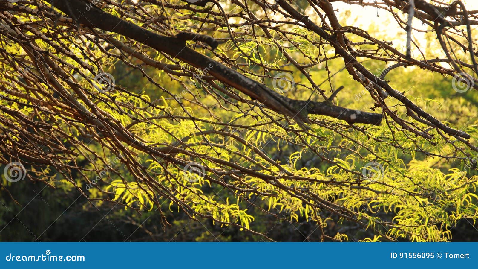 Branches of Old Tree in the Forest Stock Image - Image of countryside ...