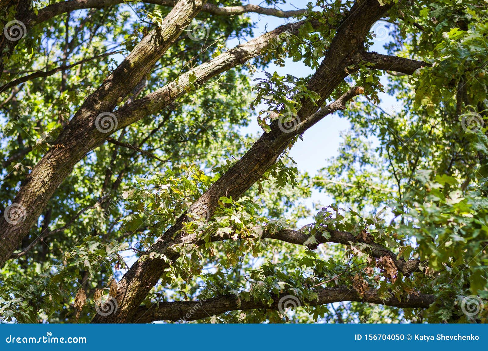 Branches of Old Trees in the Forest Stock Photo - Image of summer ...