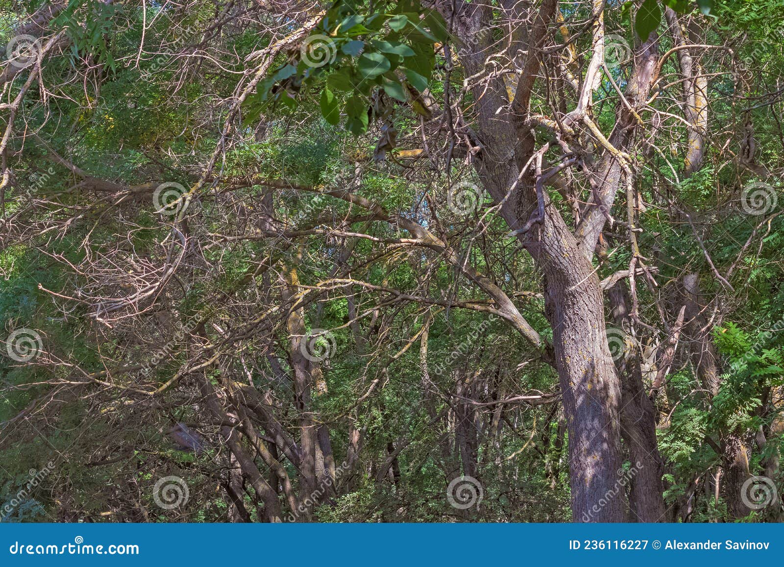 The Branches of an Old Withered Tree Have Formed an Unusual Relief ...