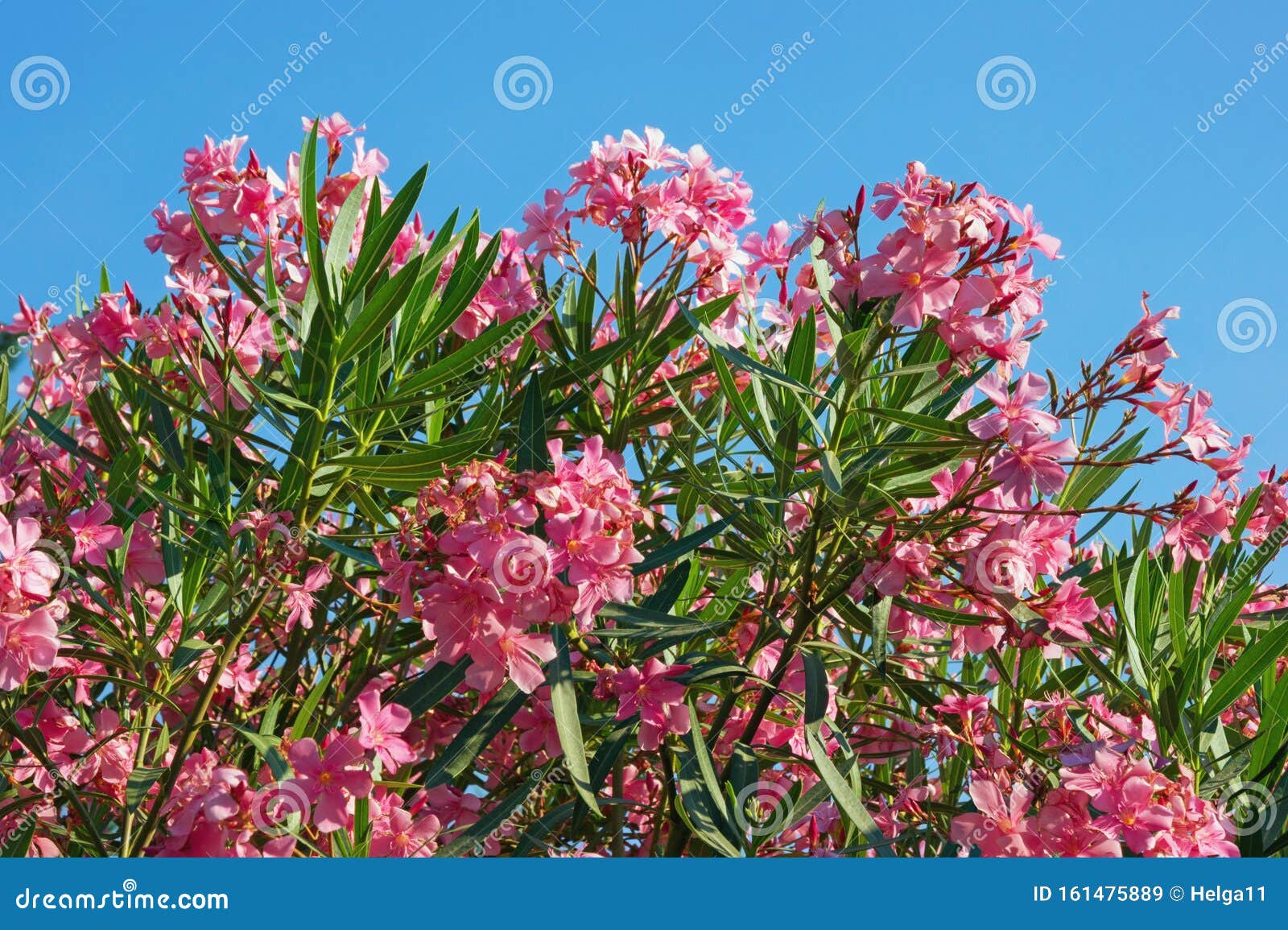 Branches of Oleander Tree with Pink Flowers Against Blue Sky on Sunny ...