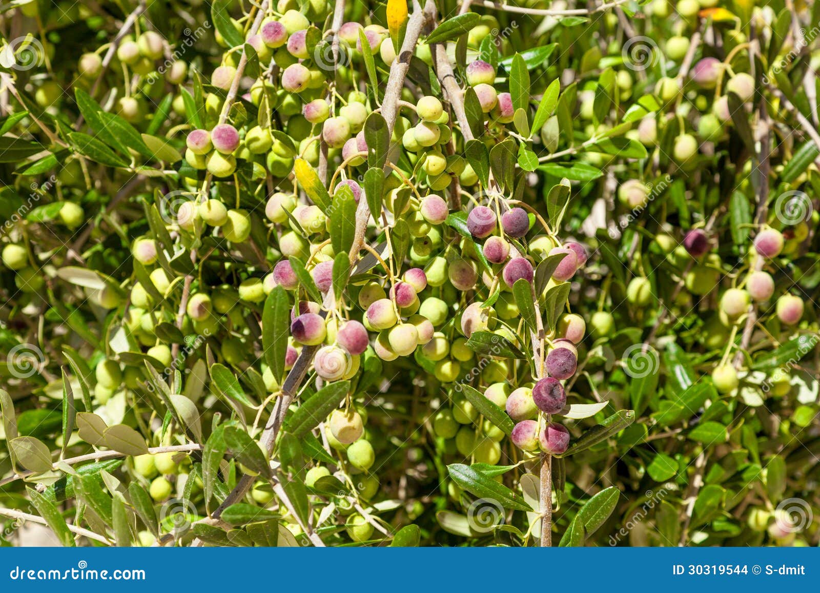 The Branches of an Olive Tree Stock Photo - Image of mediterranean ...