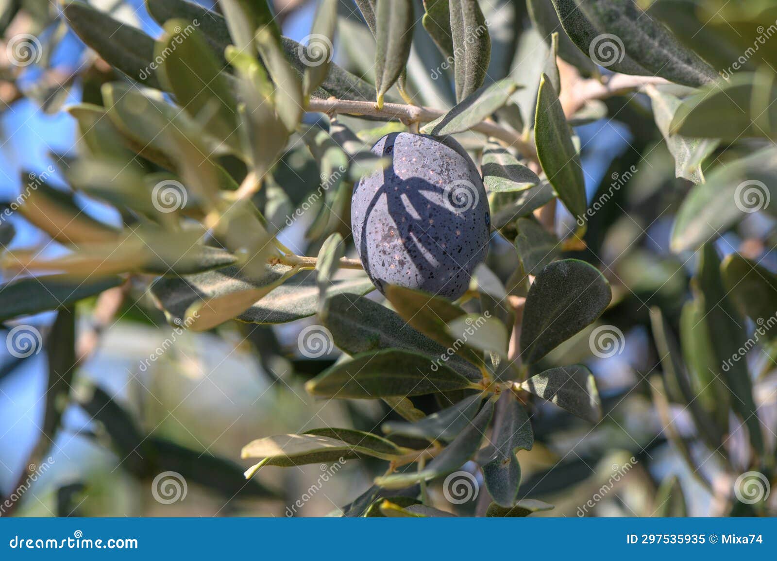 Branches of Olive Trees on an Autumn Day in Northern Cyprus 7 Stock ...