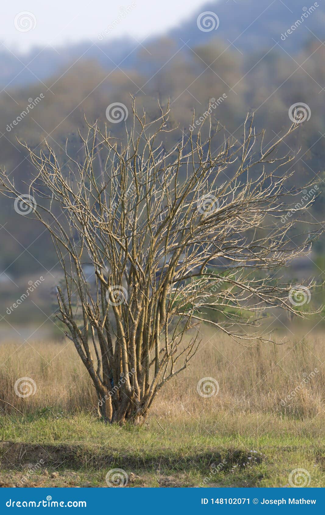 Branches with out Leaf stock image. Image of isolated - 148102071