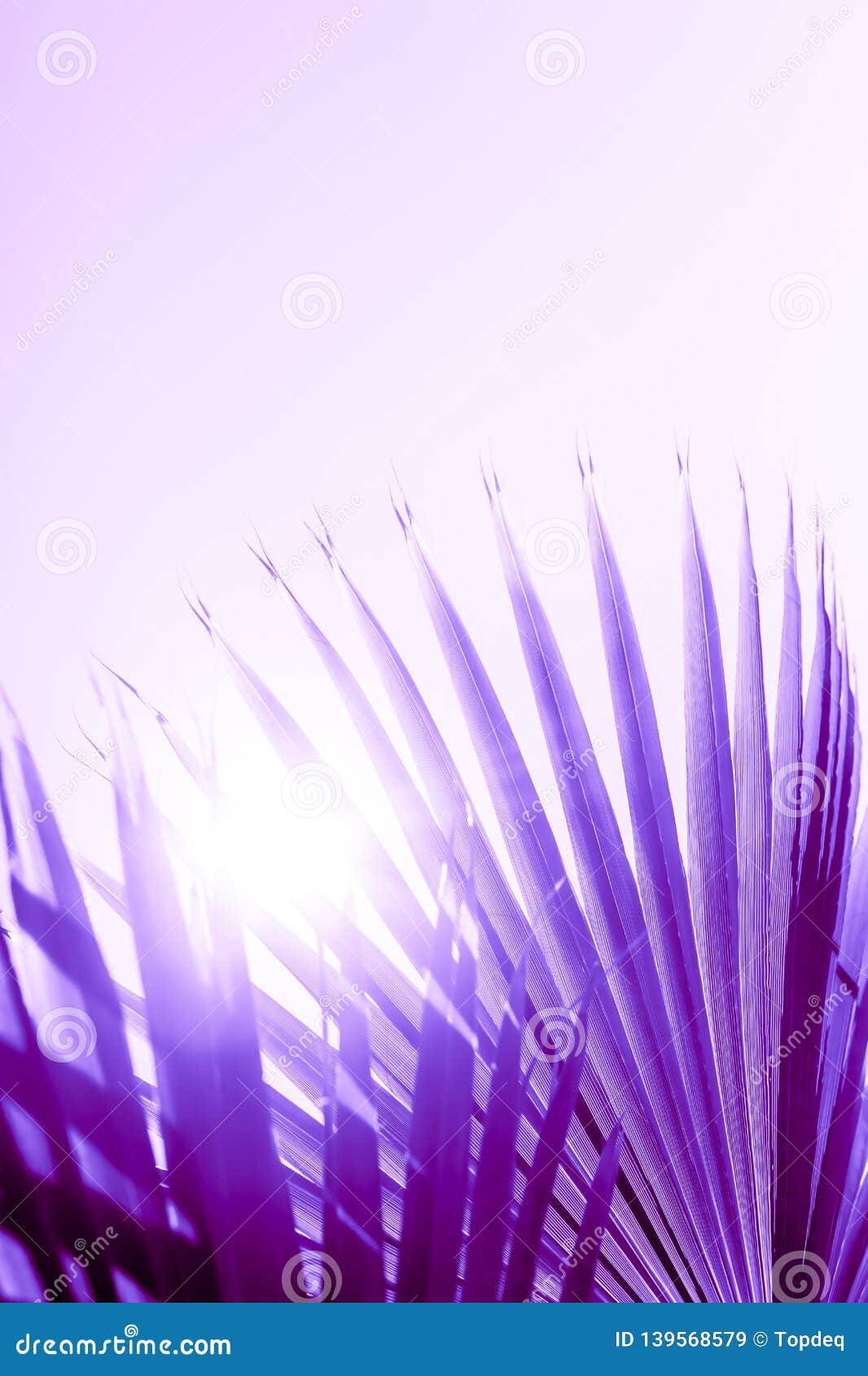 Branches of Palm Tree Toned in Proton Purple Color Stock Image - Image ...