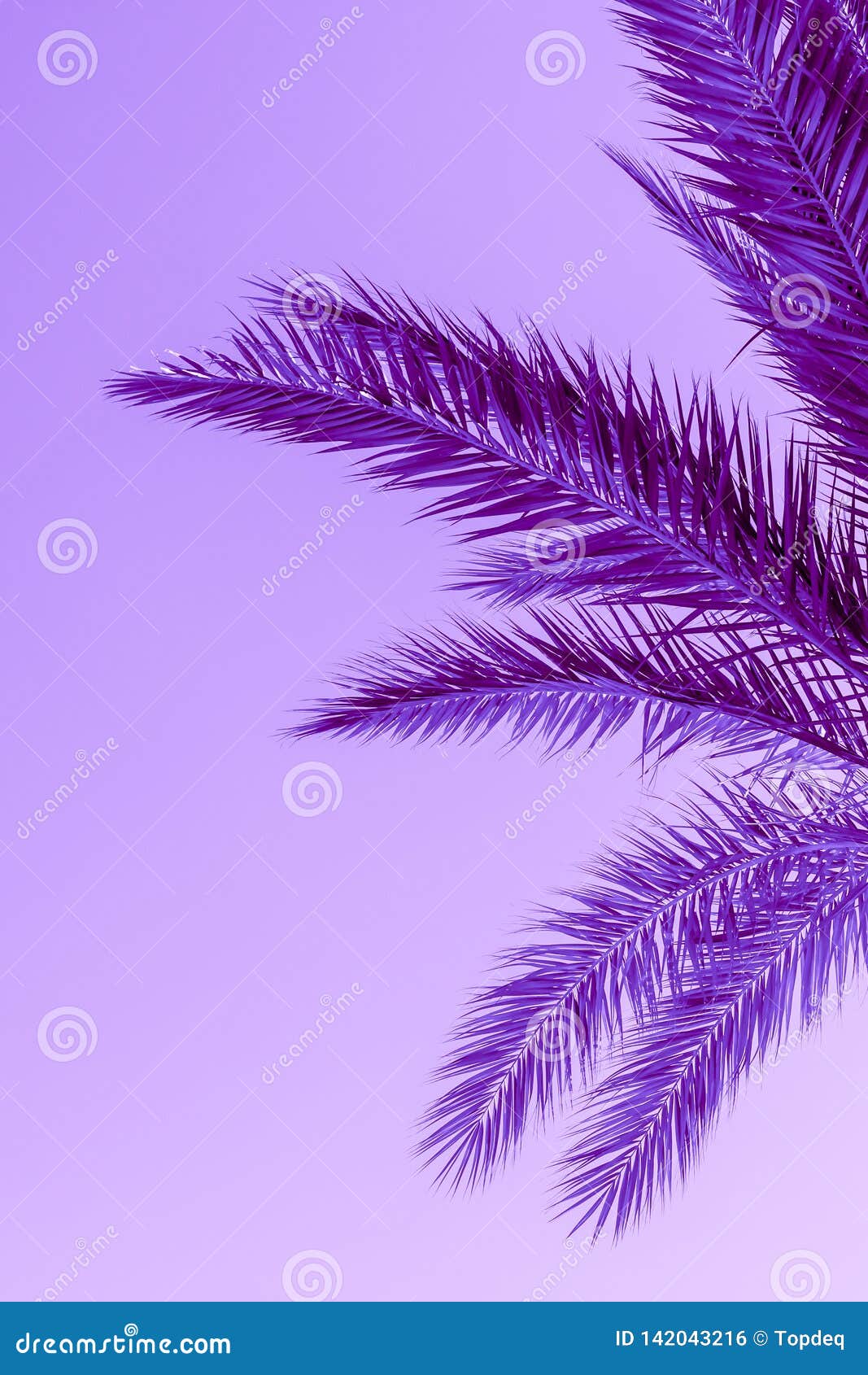 Branches of Palm Tree Toned in Proton Purple Color Stock Photo - Image ...